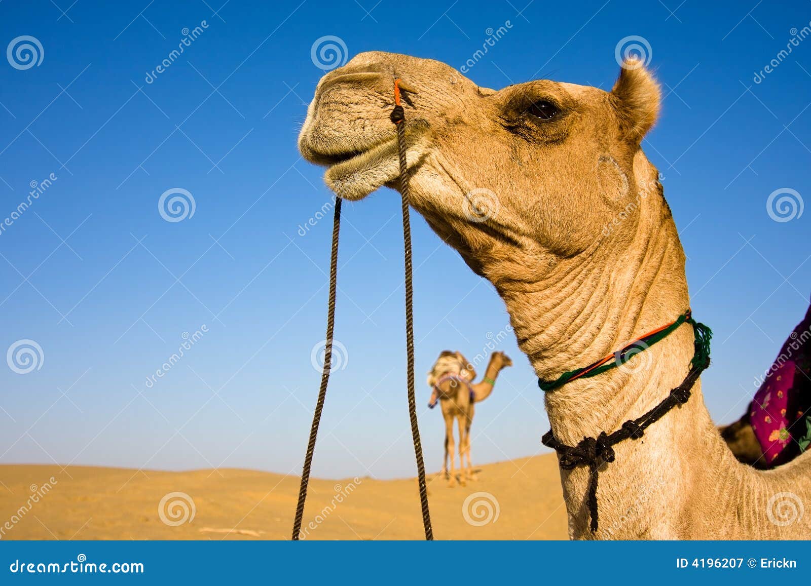 Camel head stock image. Image of asia, rein, sand, safari - 4196207