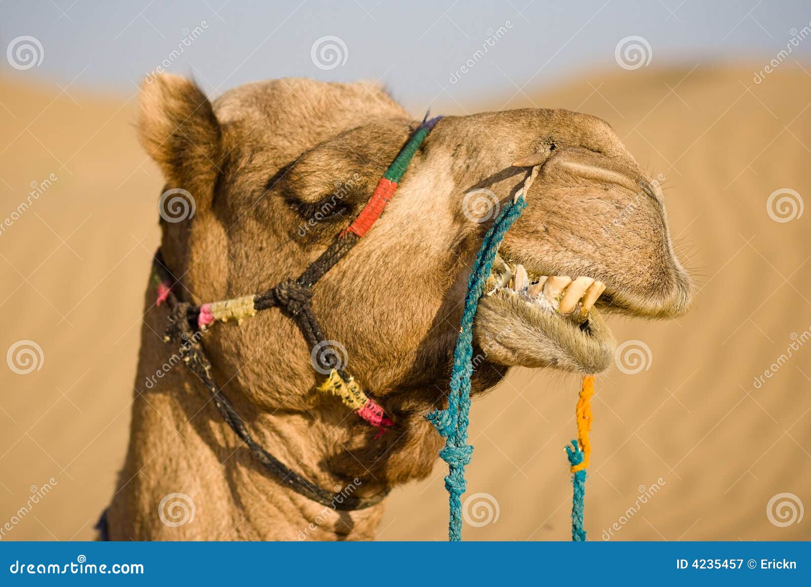 Camel head stock image. Image of travel, outdoors, camel - 4235457