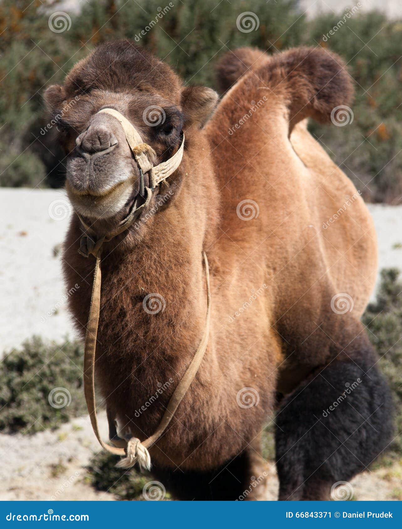 Camel head stock image. Image of halter, headgear, dromedary - 66843371