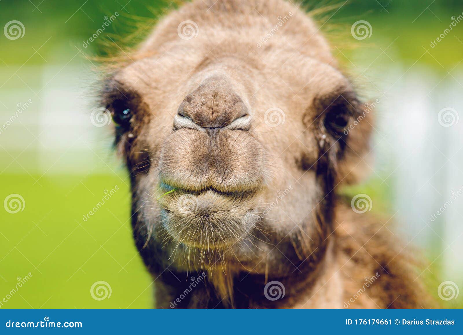 Camel Head, Camelus Bactrianus Stock Image - Image of natural, travel ...