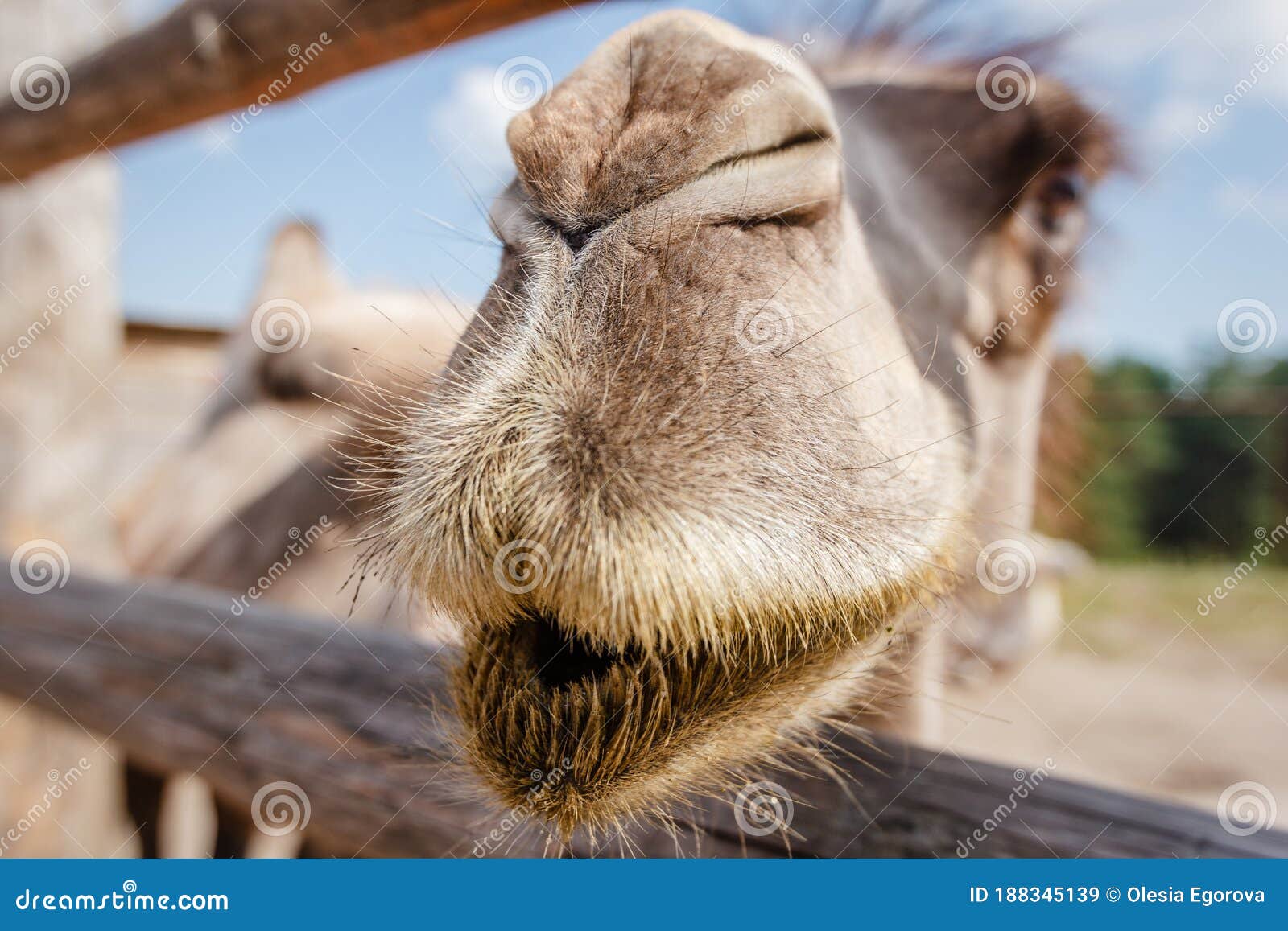 Camel head close-up stock image. Image of domestic, brown - 188345139