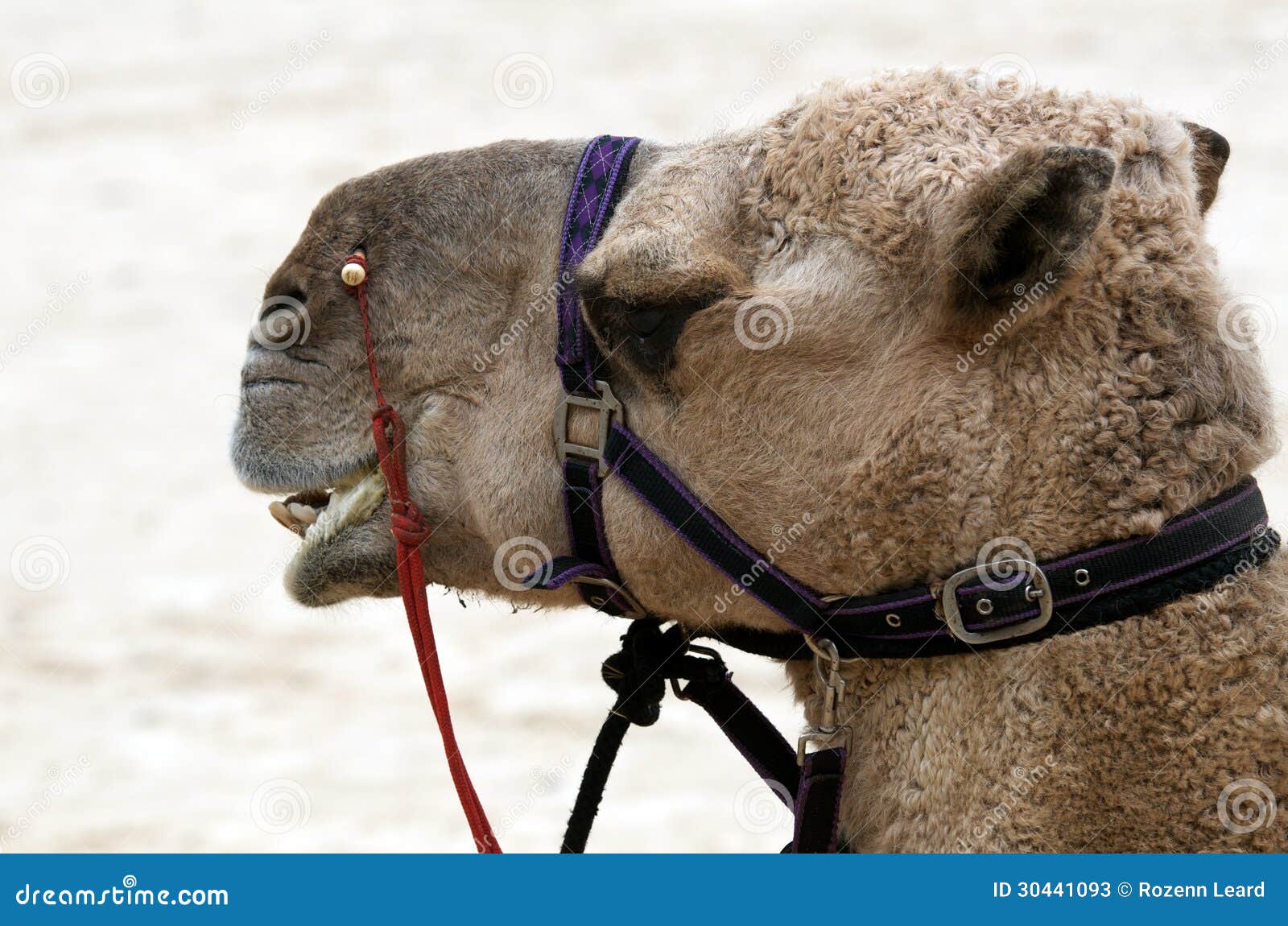 Camel head stock image. Image of camel, close, desert - 30441093
