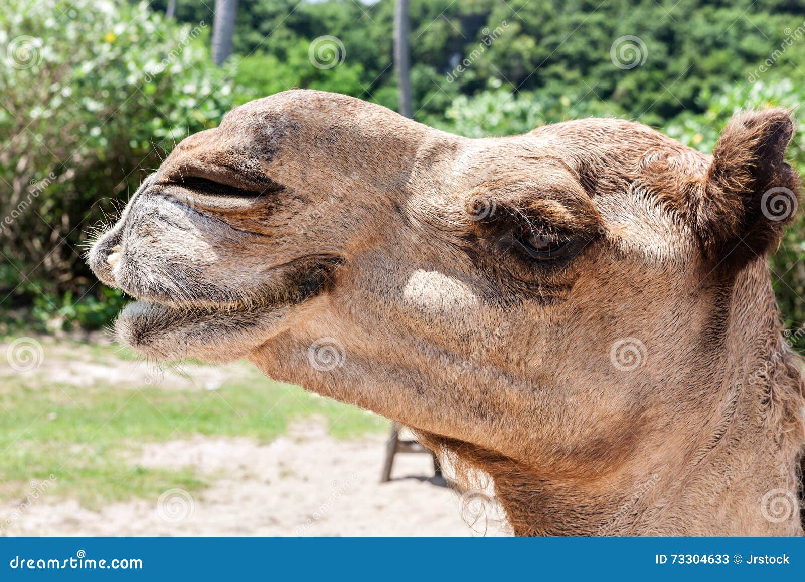 Camel Head Closeup at the Beach Side Stock Image - Image of closeup ...