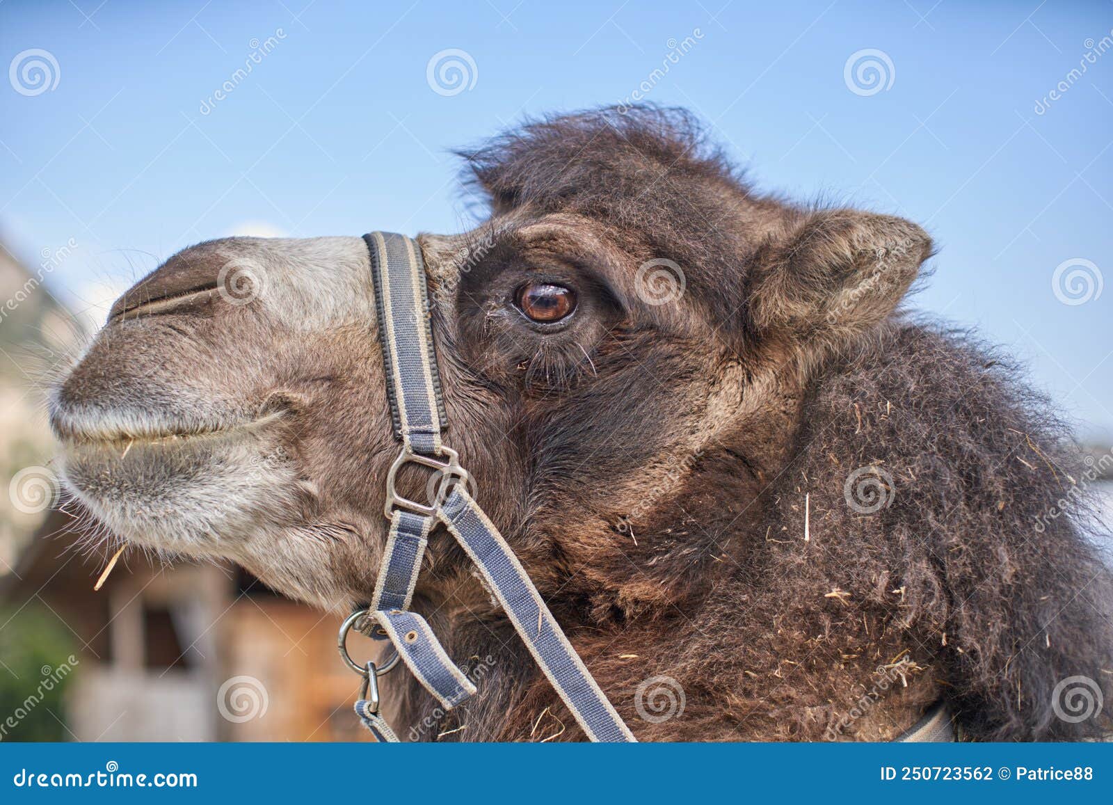 Camel Head Closeup. Cute Camel with Harness Stock Photo - Image of sand ...