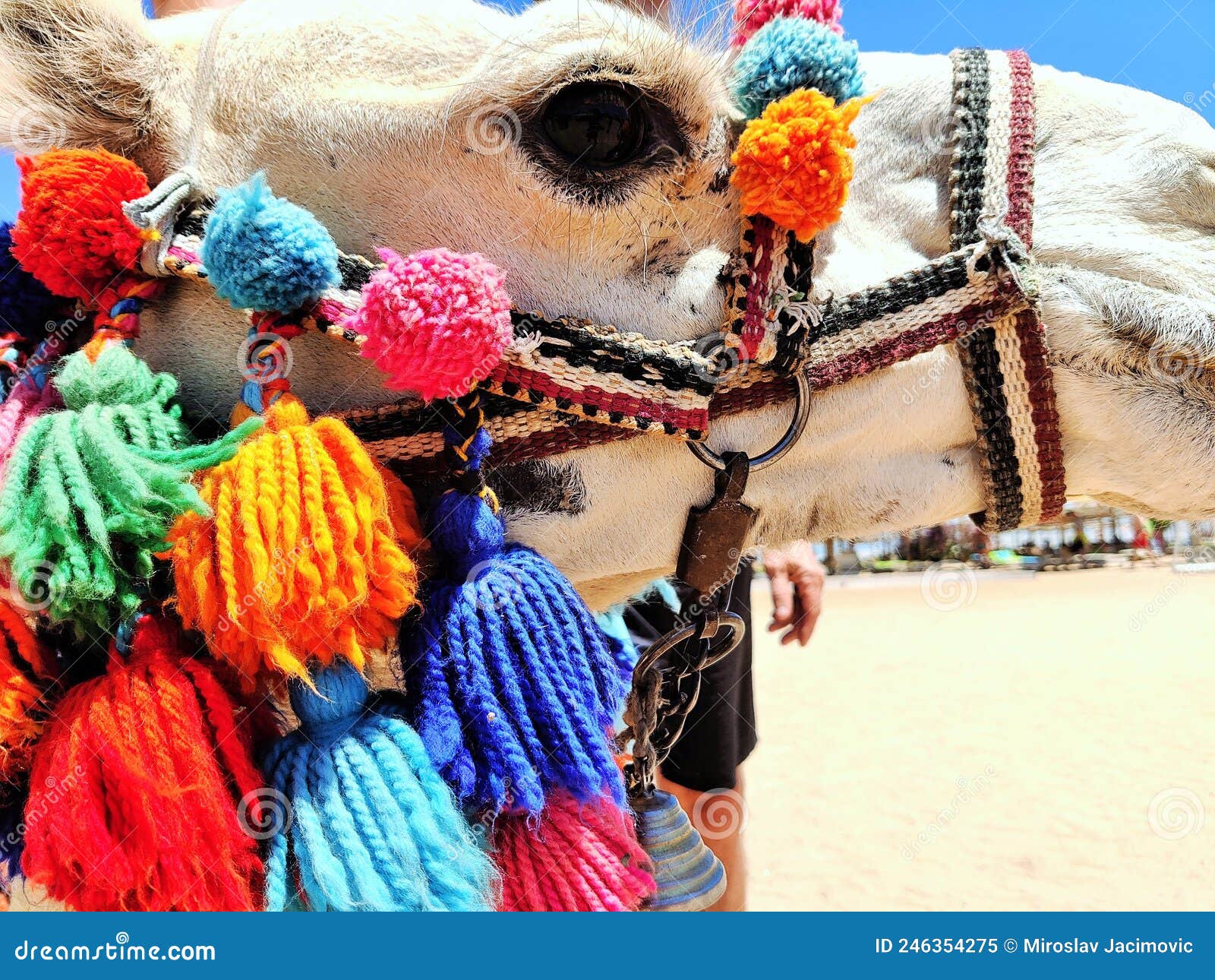 Camel Head with Colored Mask Stock Image - Image of arab, design: 246354275