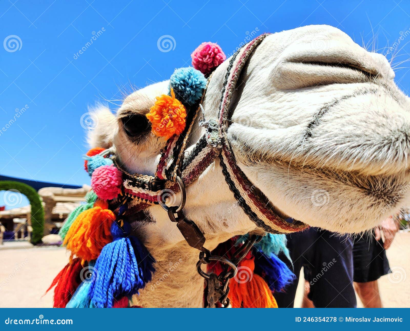 Camel Head with Colored Mask Stock Photo - Image of landscape, desert ...