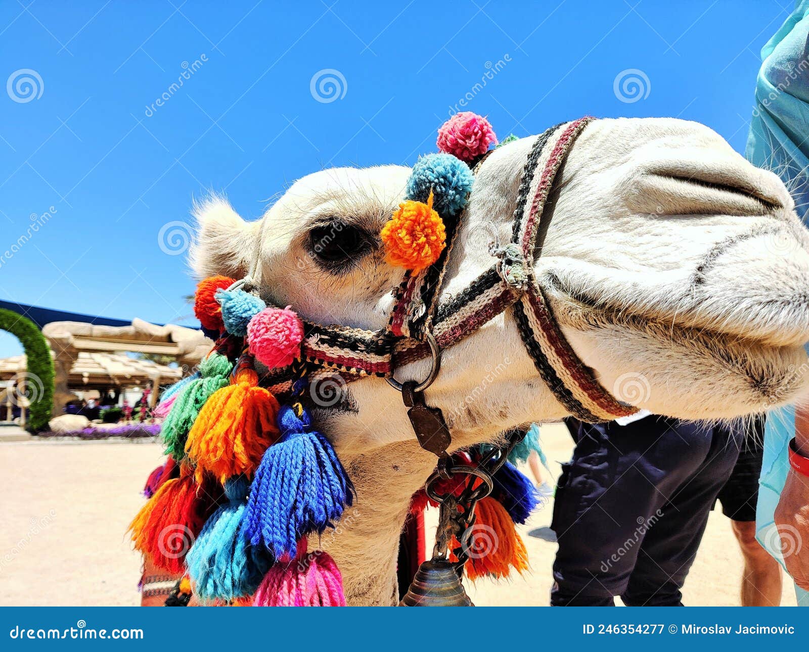 Camel Head with Colored Mask Stock Image - Image of domestic, africa ...