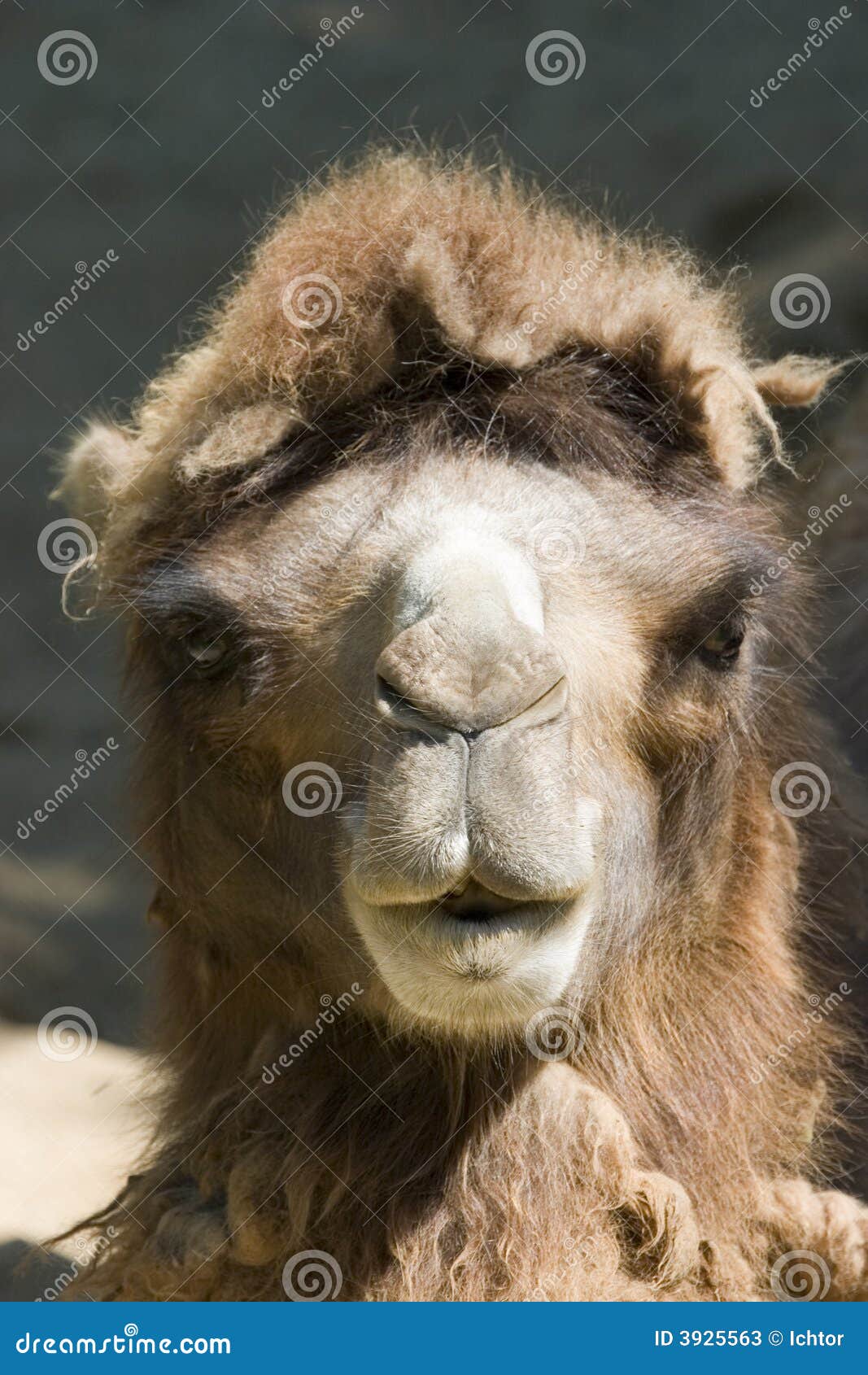 Camel head front stock image. Image of brown, african - 3925563
