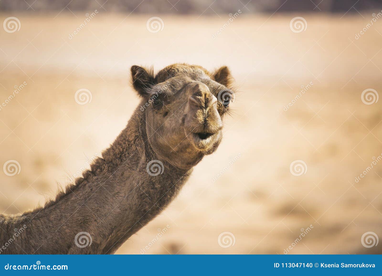 Camel Head Frontal View. D, Viewesert Animal Stock Photo - Image of ...