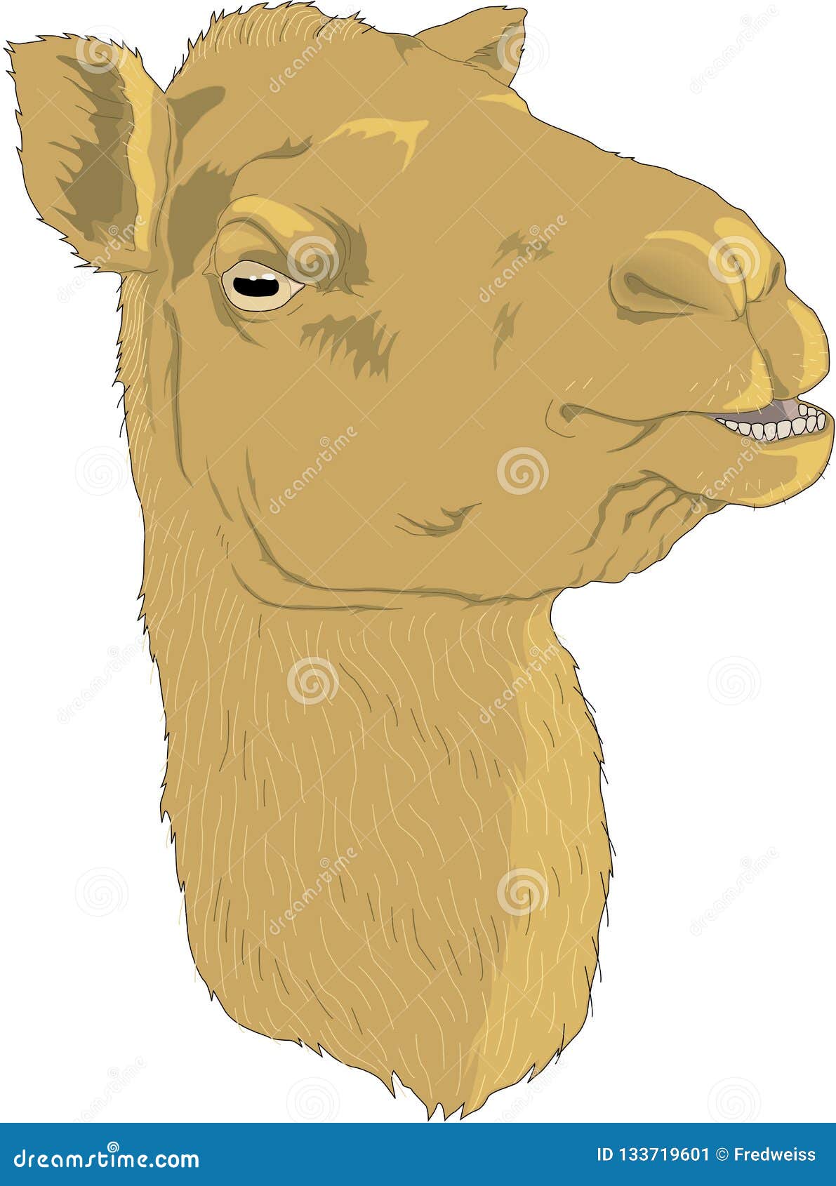 Camel Head Illustration stock vector. Illustration of mammal - 133719601