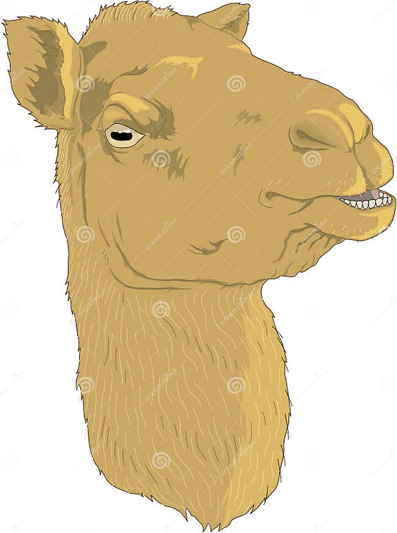 Camel Head Illustration stock vector. Illustration of mammal - 133719601