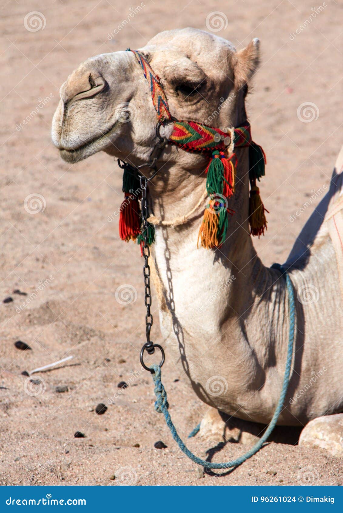 Camel Head with Multicolored Bridle Closeup. Stock Photo - Image of ...