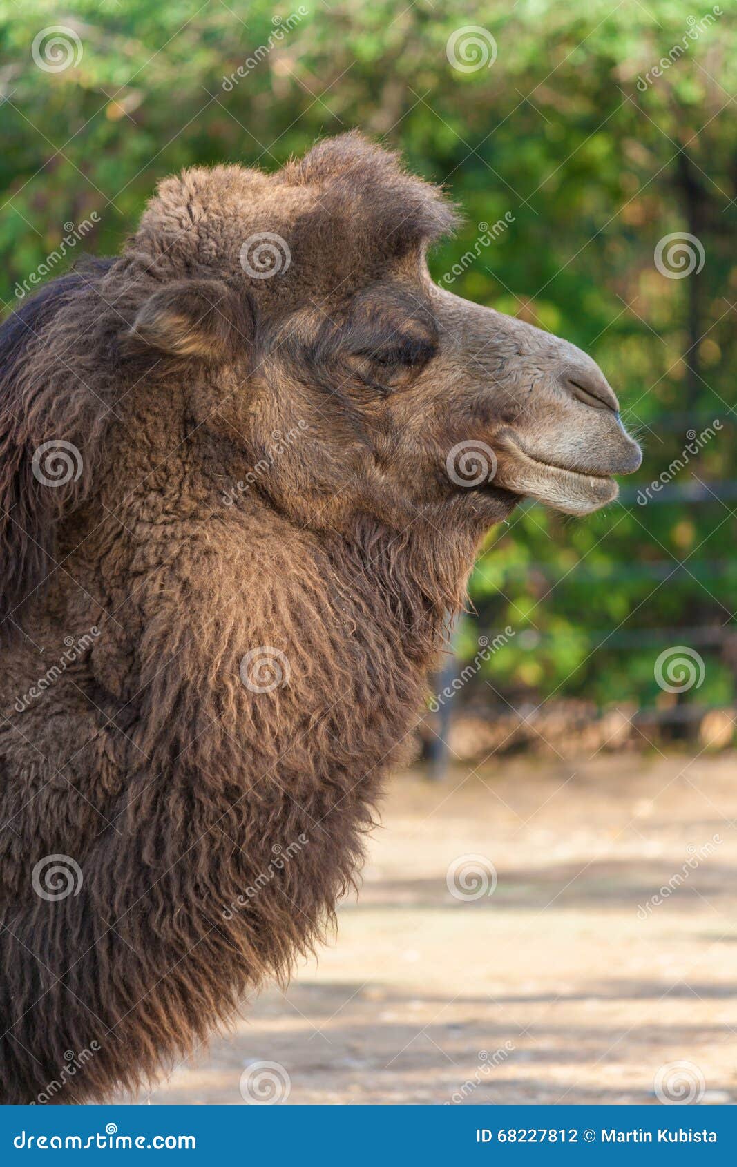 Camel head stock photo. Image of camel, proud, profile - 68227812