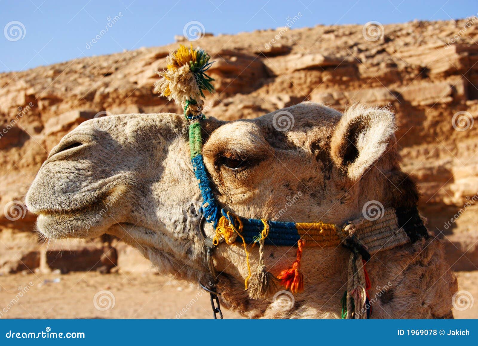 Camel Head Profile, Egypt stock photo. Image of giza, heat - 1969078