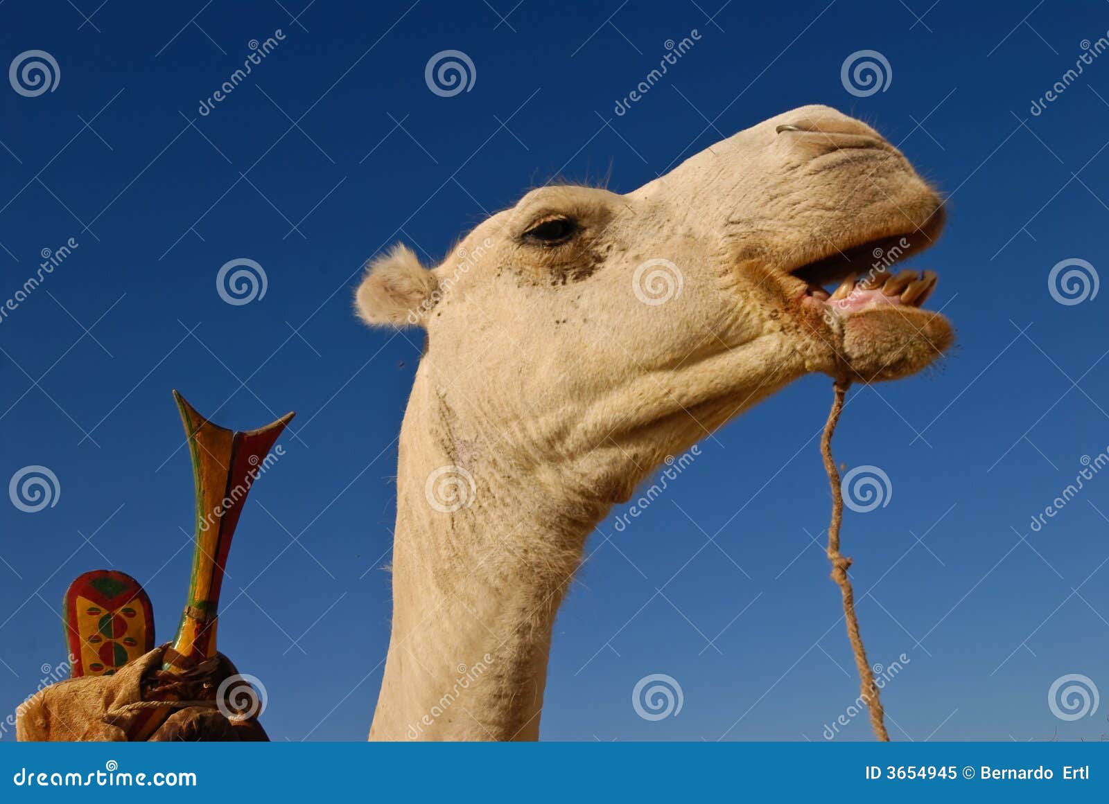 Camel Head On White Background Royalty-Free Stock Photography ...