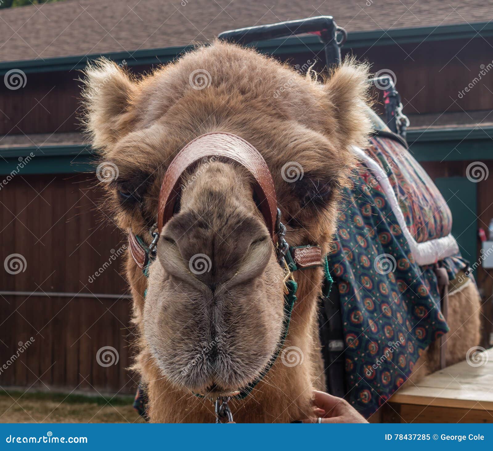 Camel Head Shot stock image. Image of mammal, portrait - 78437285