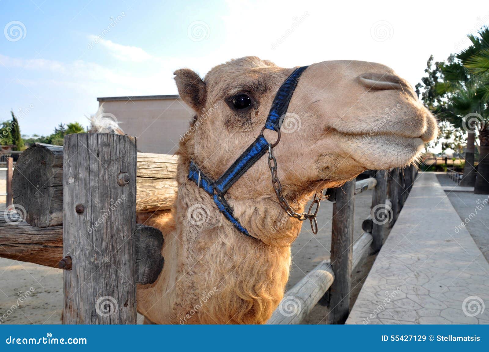 Camel Head stock image. Image of face, headshot, shot - 55427129