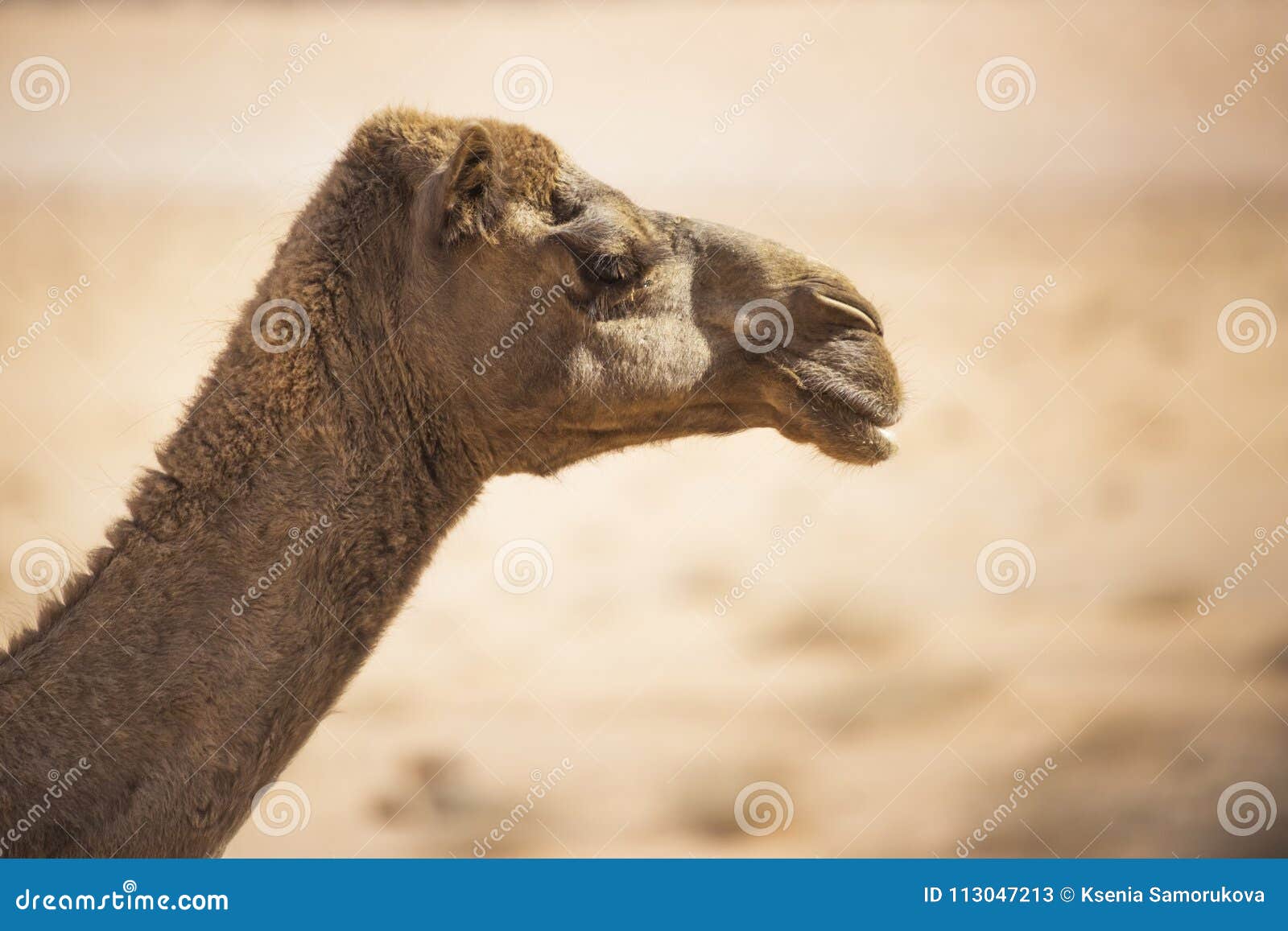 Camel Head Side View. Desert Animal Stock Image - Image of funny ...