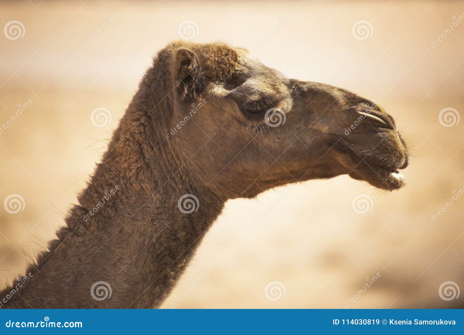 Camel Head. Muzzle of a Desert Animal Stock Image - Image of portrait ...