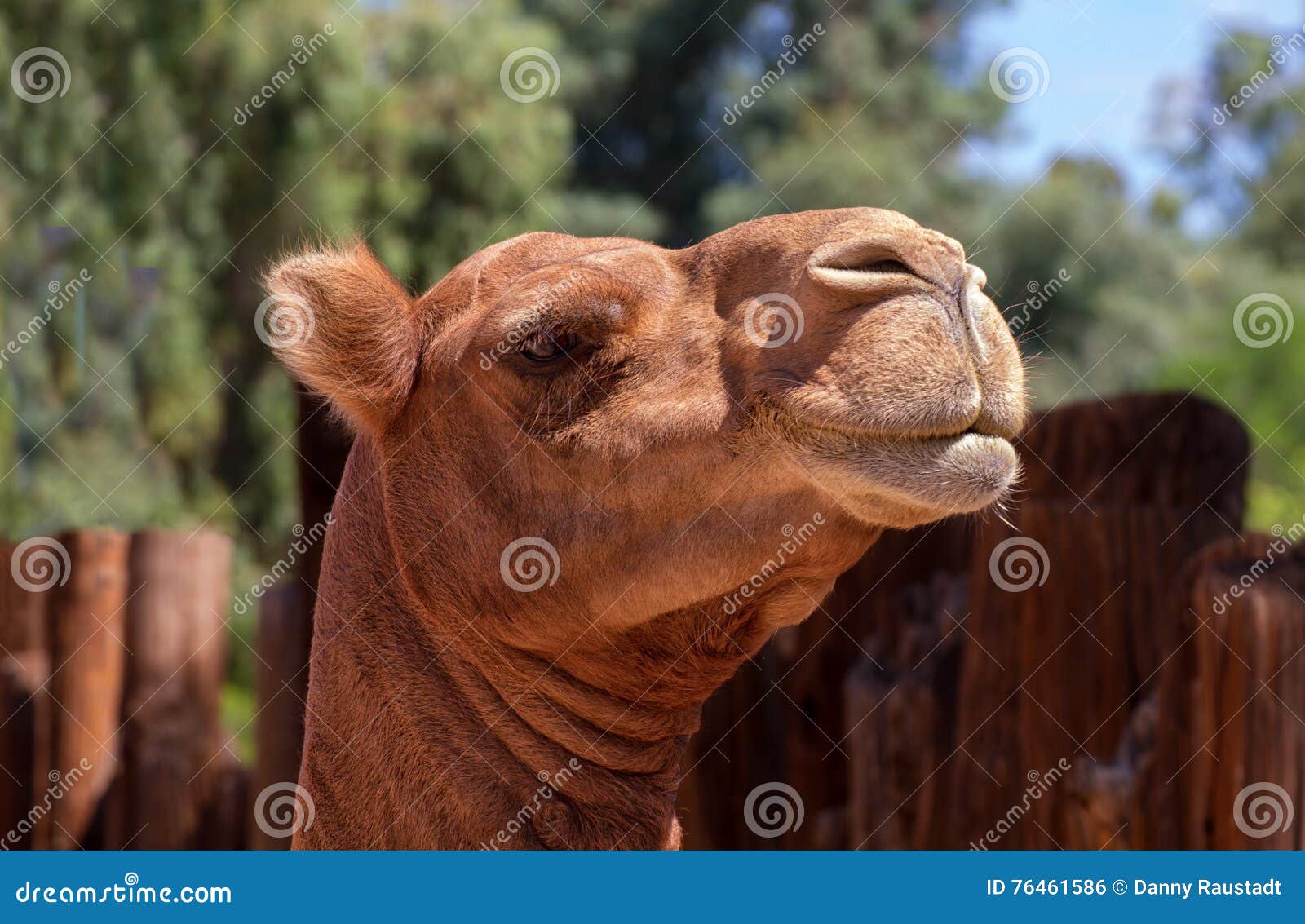 Camel Head stock photo. Image of side, face, eyes, outdoor - 76461586