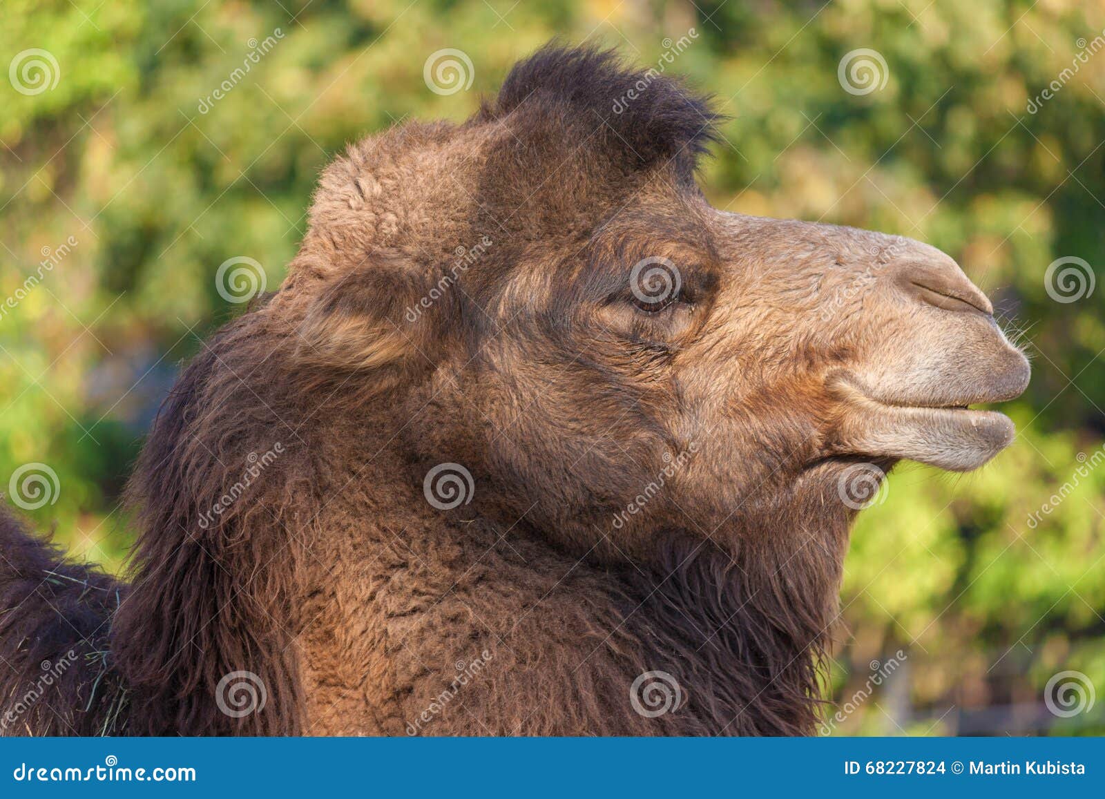 Camel head stock photo. Image of proud, africa, animal - 68227824