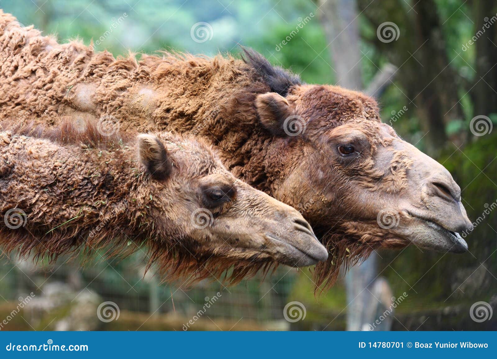 Camel Heads stock image. Image of safari, rajasthan, journey - 14780701