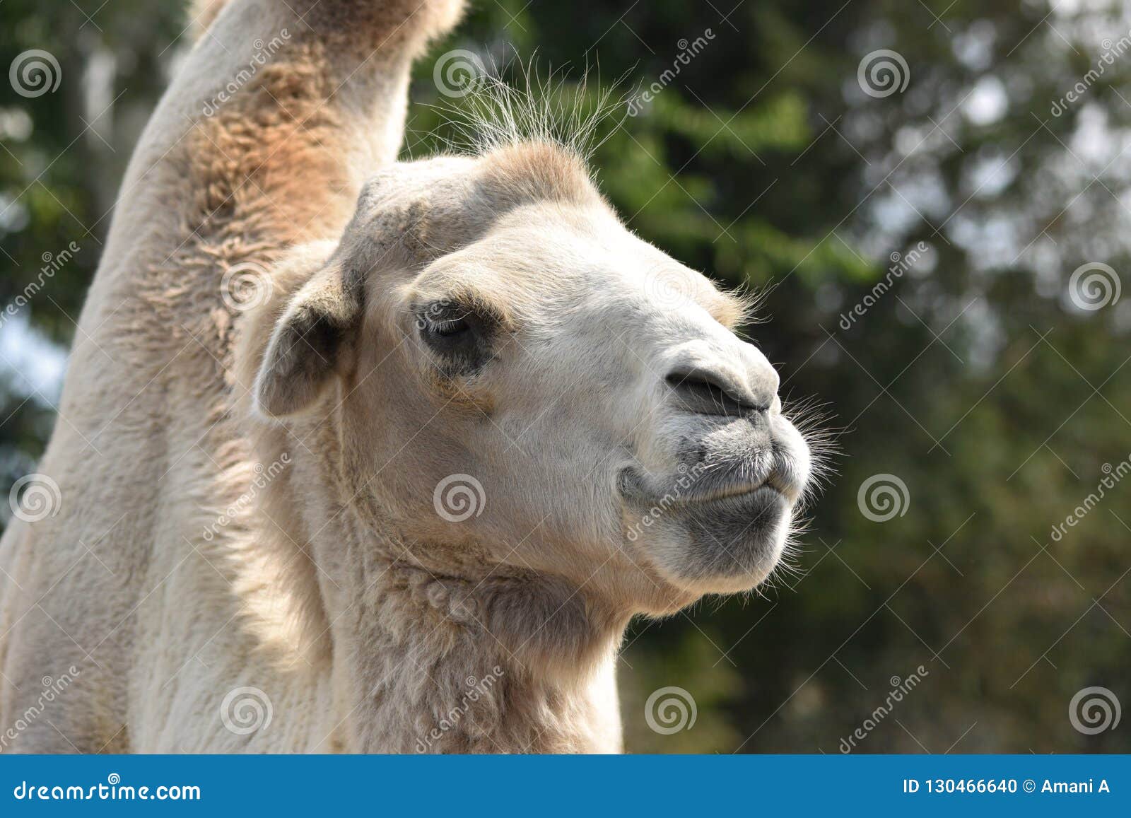 Camel headshot stock photo. Image of asian, african - 130466640