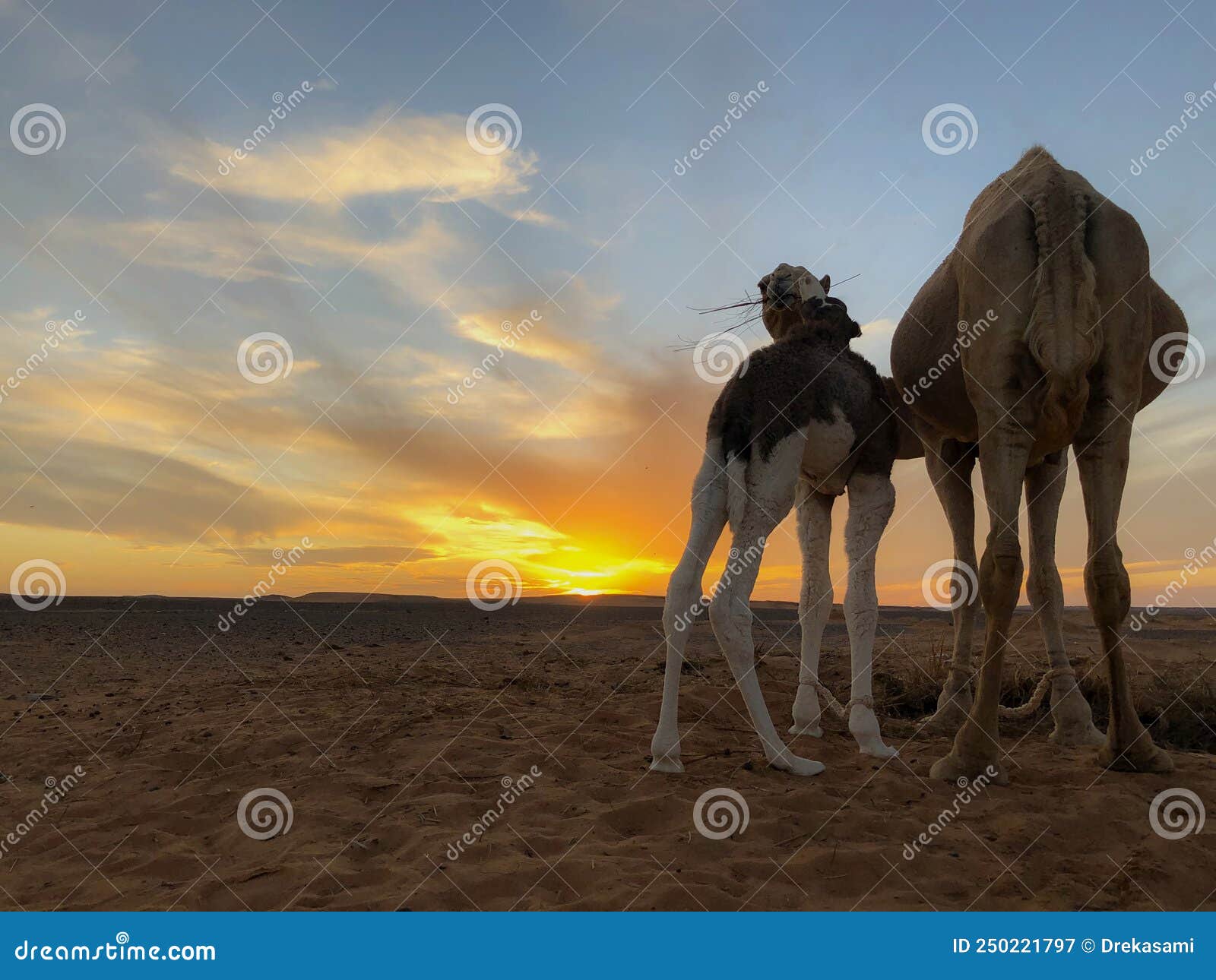 Camel stock image. Image of landscape, dhabi, camel - 250221797