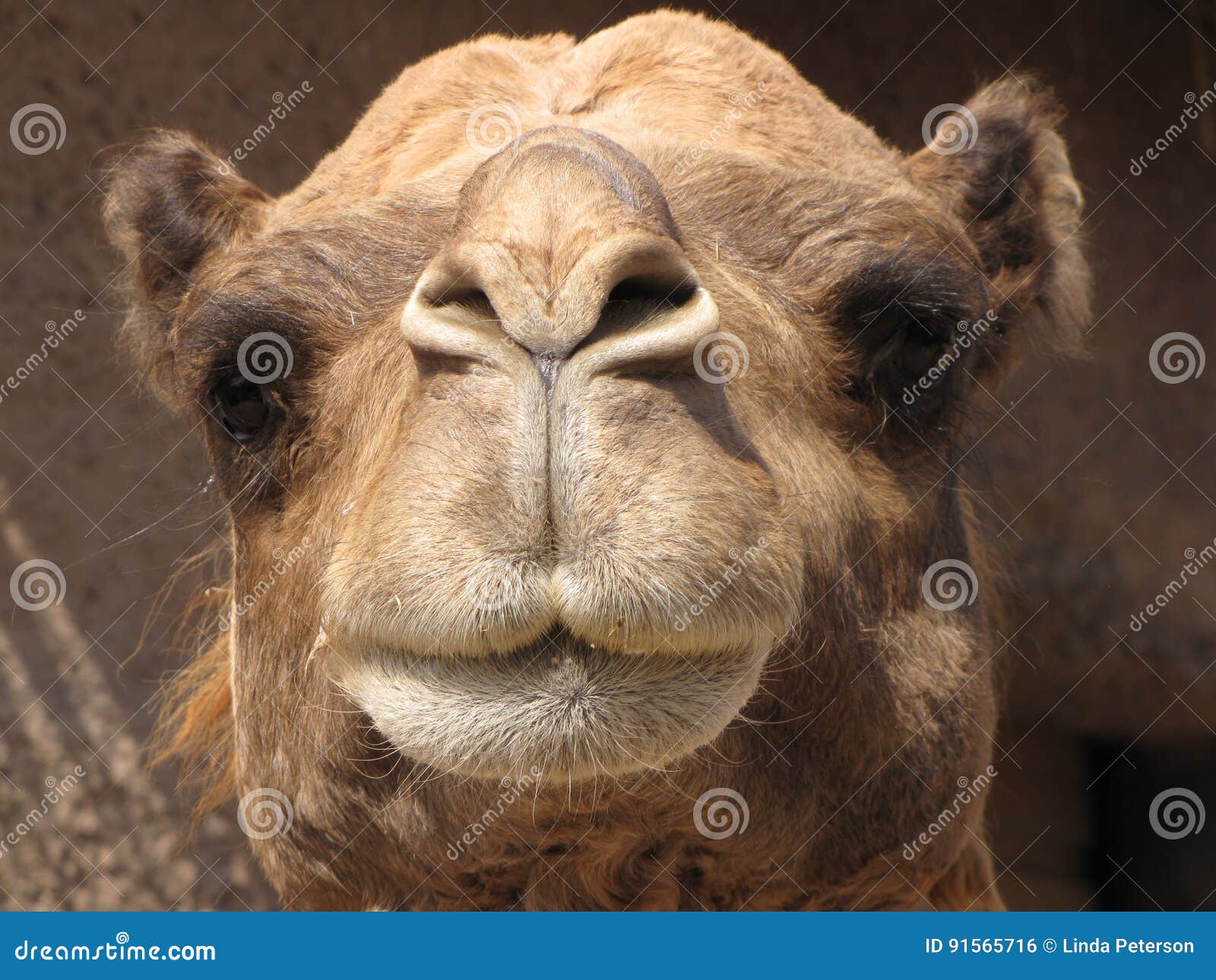 Camel stock photo. Image of hump, heat, shot, closeup - 91565716