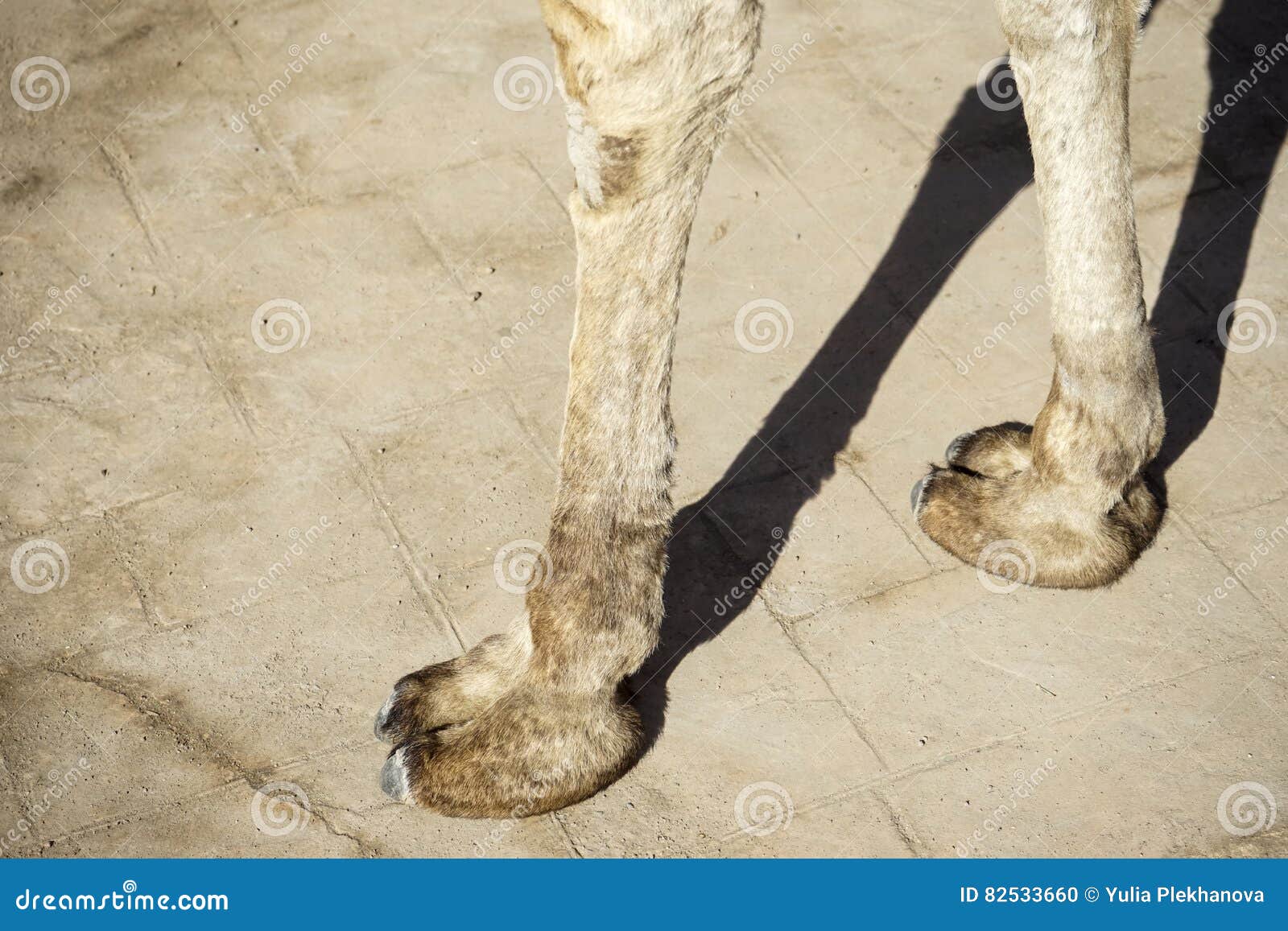 The camel hooves stock photo. Image of shadow, cloven - 82533660