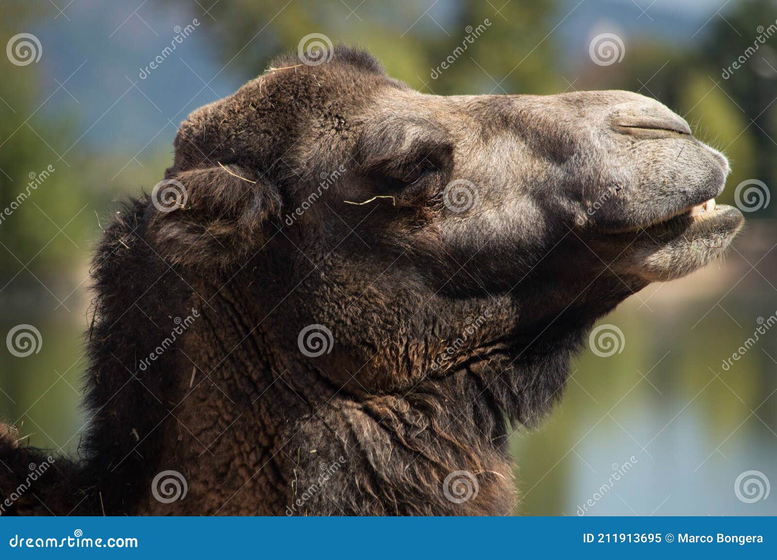 Camel in the Hottest Hours of the Day Stock Image - Image of travel ...
