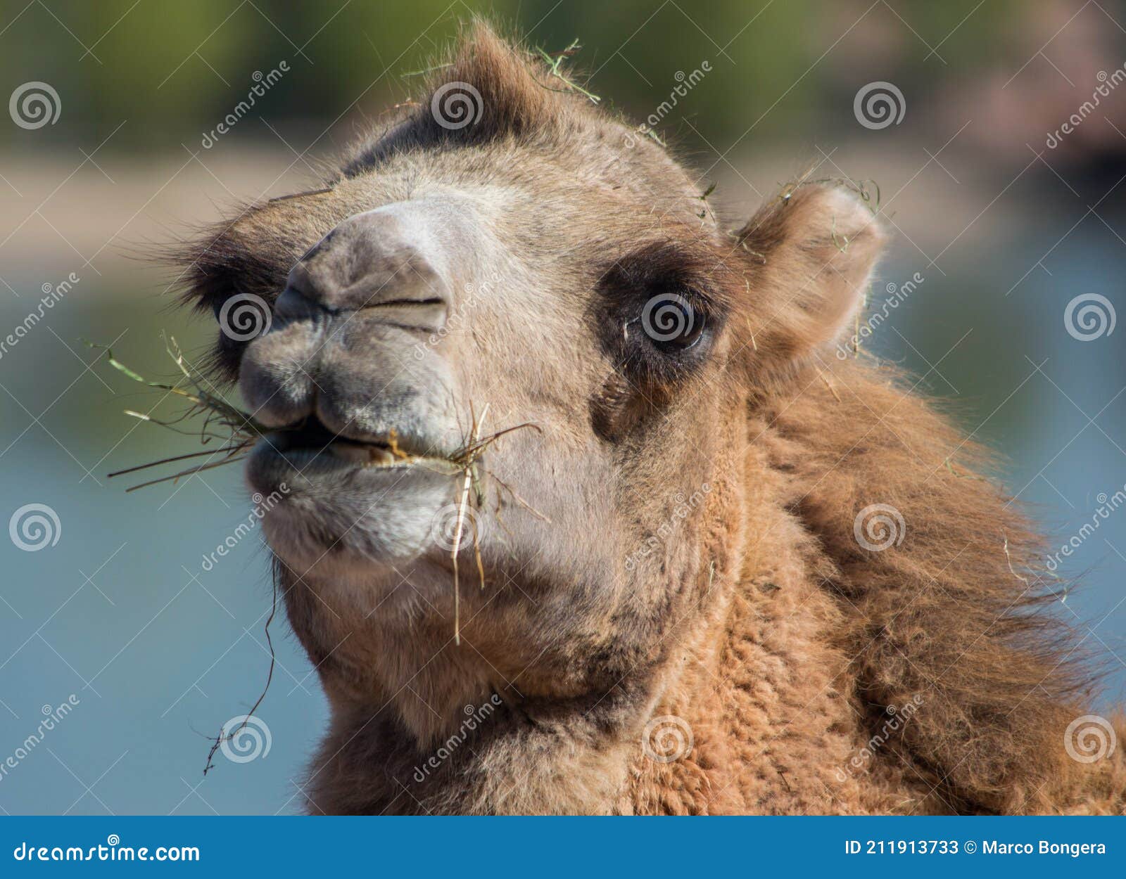 Camel in the Hottest Hours of the Day Stock Image - Image of hours ...