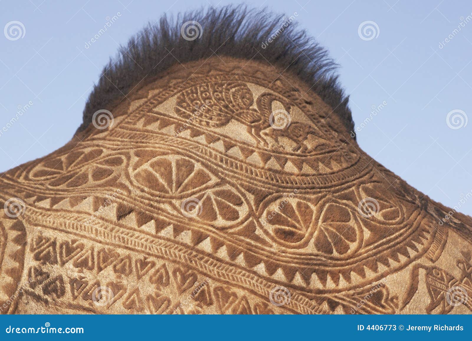 Camel Hump stock image. Image of india, draw, indian, mammal - 4406773