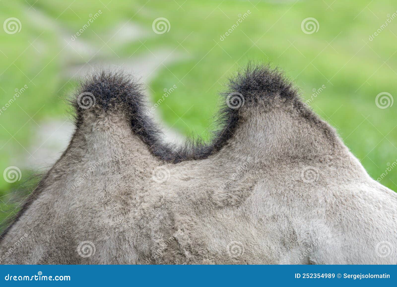 Camel Hump Royalty-Free Stock Photo | CartoonDealer.com #12084801