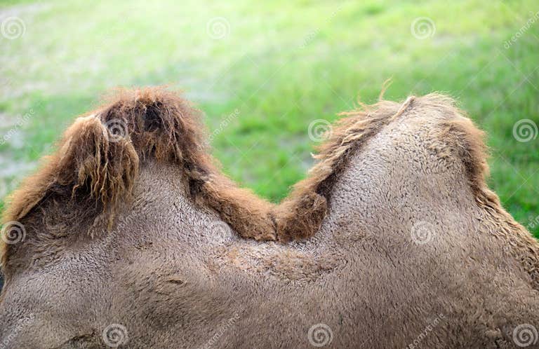 Camel Hump stock image. Image of hair, bump, camel, close - 62275171