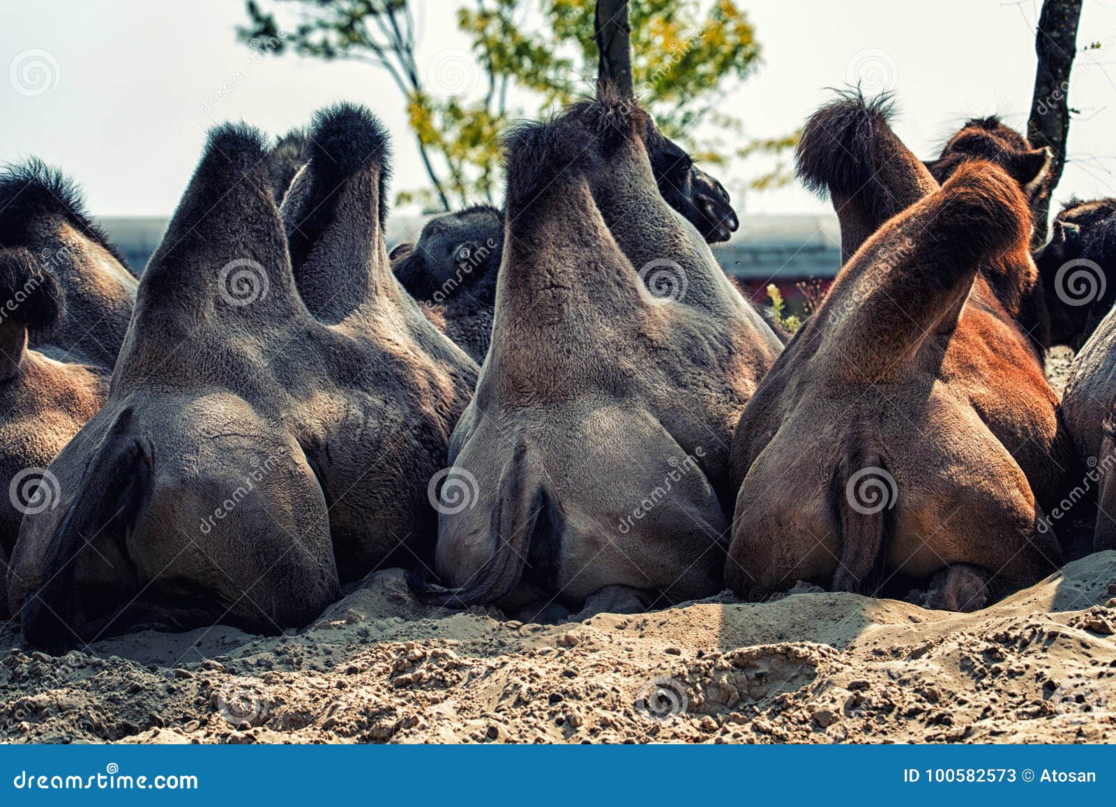 Camel humps stock image. Image of species, indigenous - 100582573