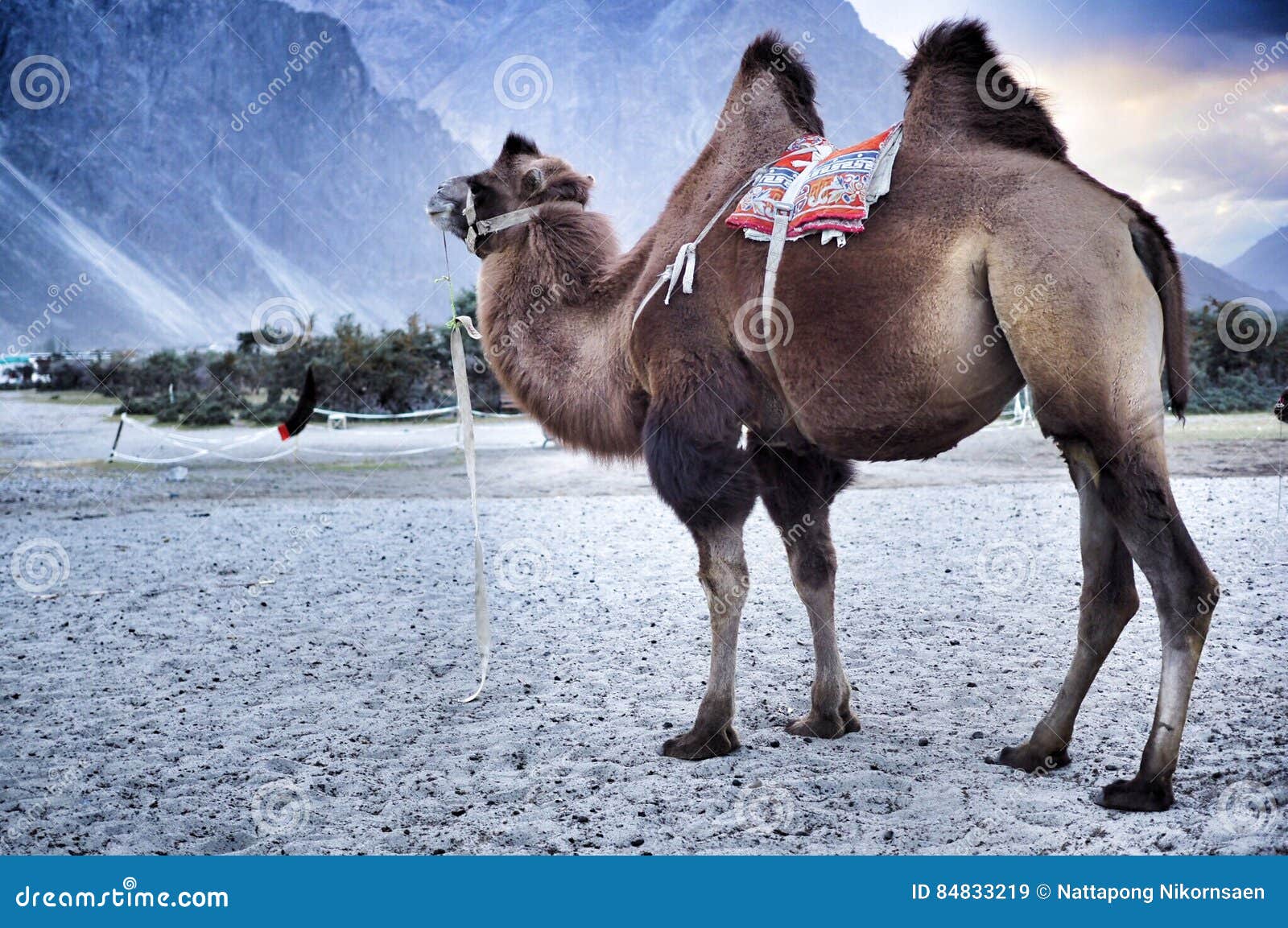 Camel at hunder dune stock image. Image of camel, dune - 84833219