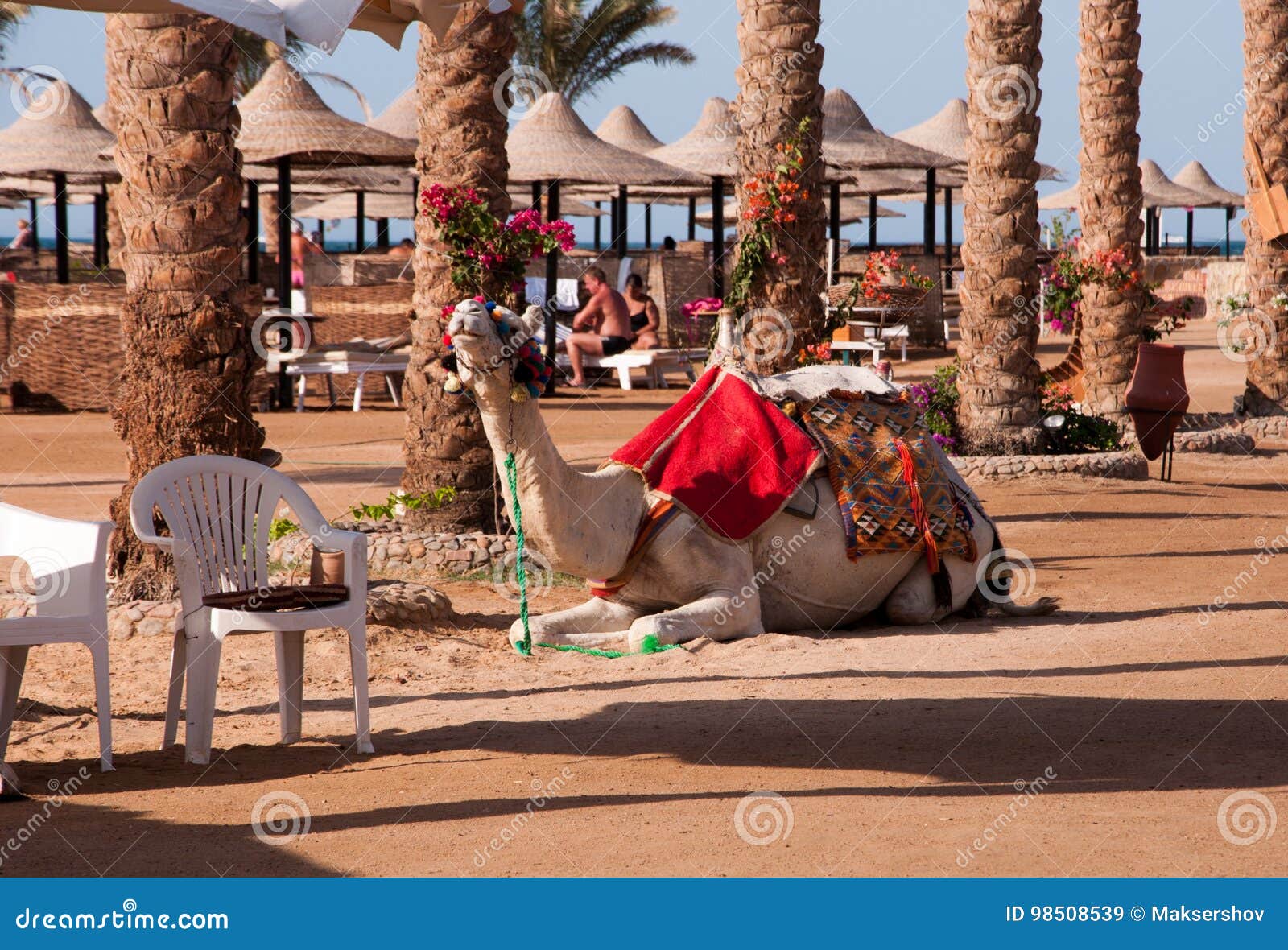 Camel in Hurghada in Egypt, Africa Editorial Stock Image - Image of ...
