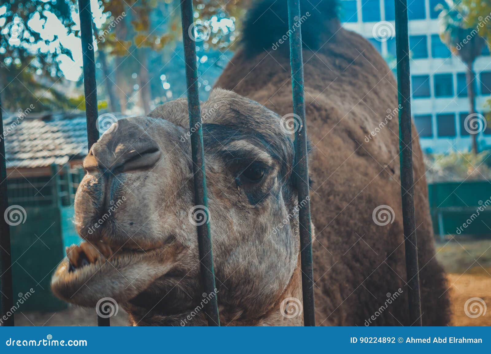 Camel inside cage editorial photography. Image of jail - 90224892
