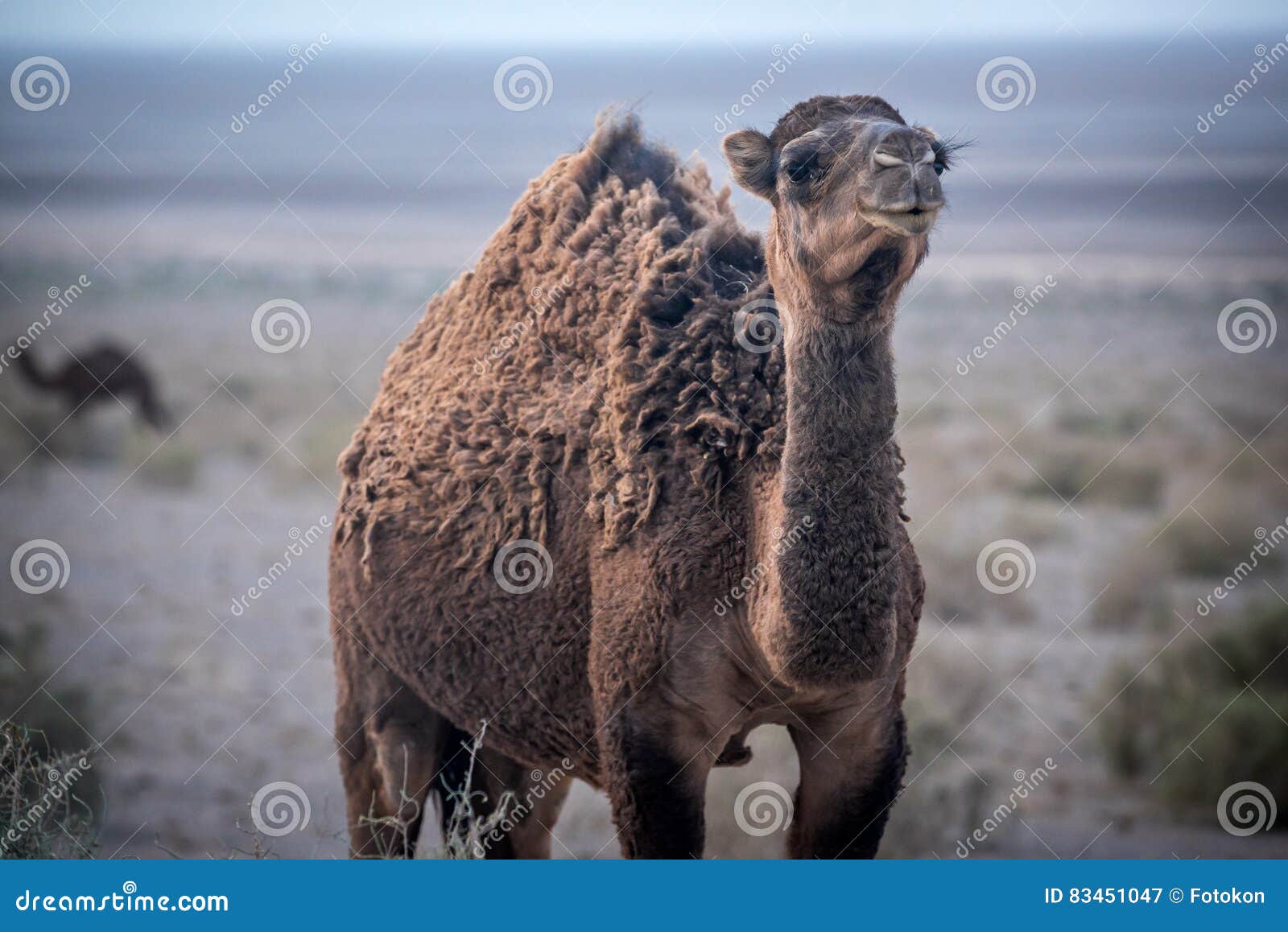 Camel in Iran stock image. Image of western, republic - 83451047