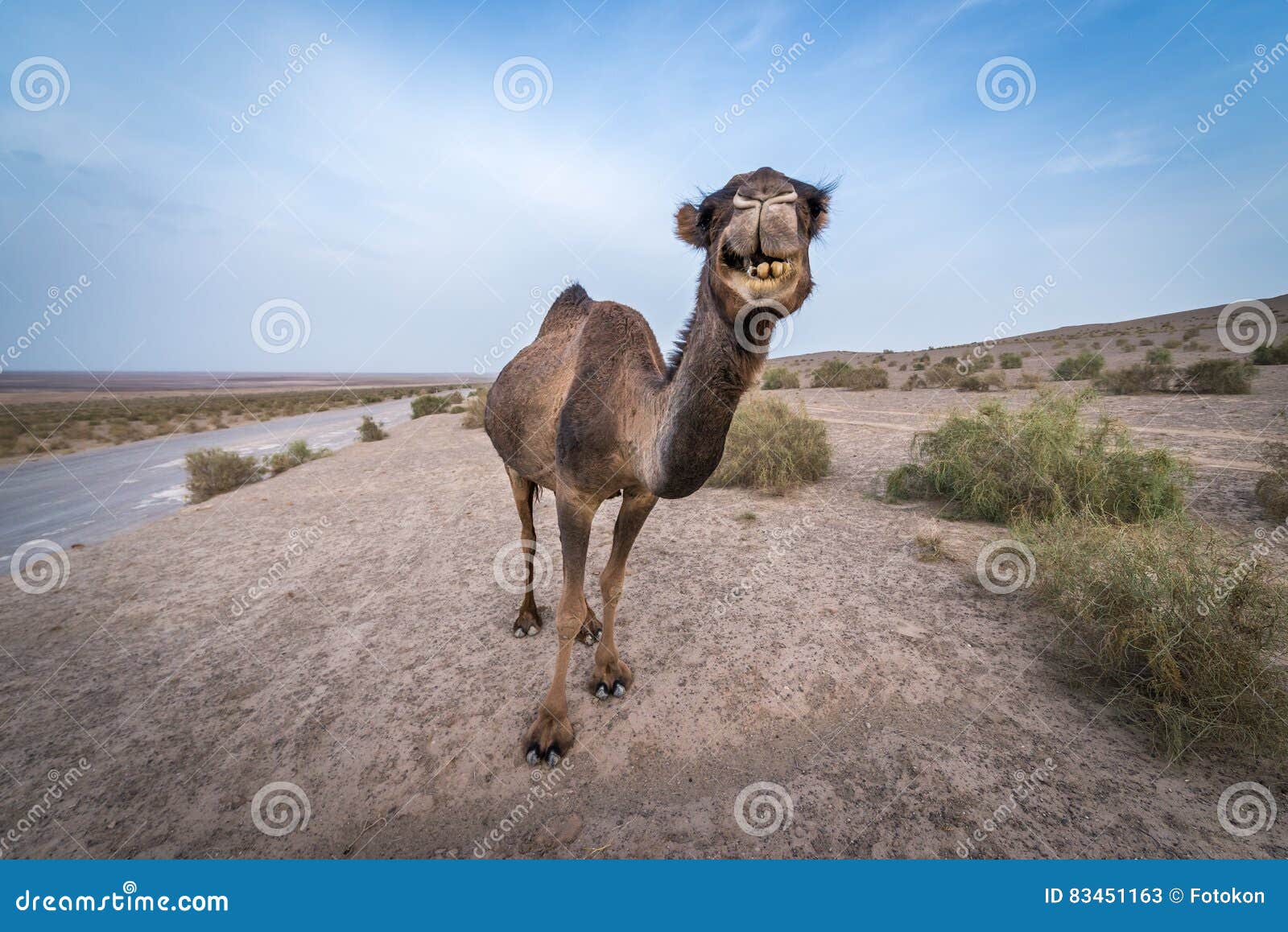Camel in Iran stock image. Image of camelus, iranian - 83451163