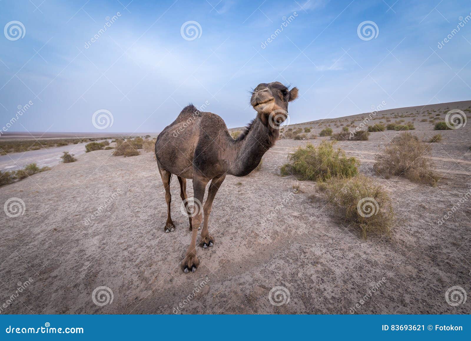 Camel in Iran stock image. Image of republic, aran, county - 83693621
