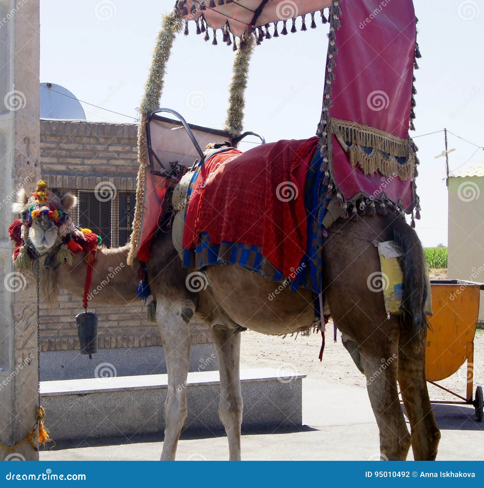 Camel, Iran stock photo. Image of steppe, wait, seat - 95010492
