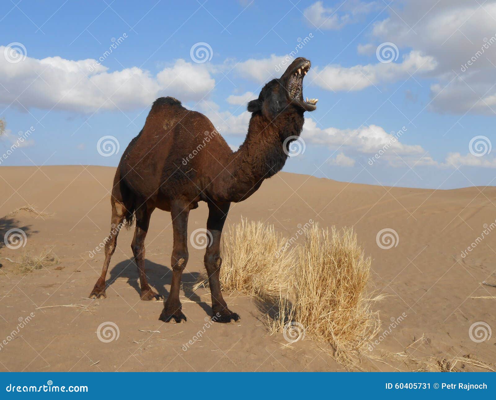 Camel stock image. Image of iranian, iran, desert, adventure - 60405731