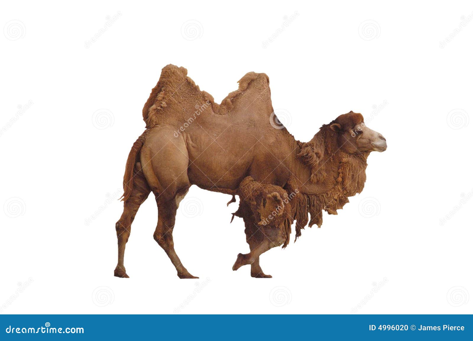 Camel isolated stock photo. Image of camel, douz, farms - 4996020