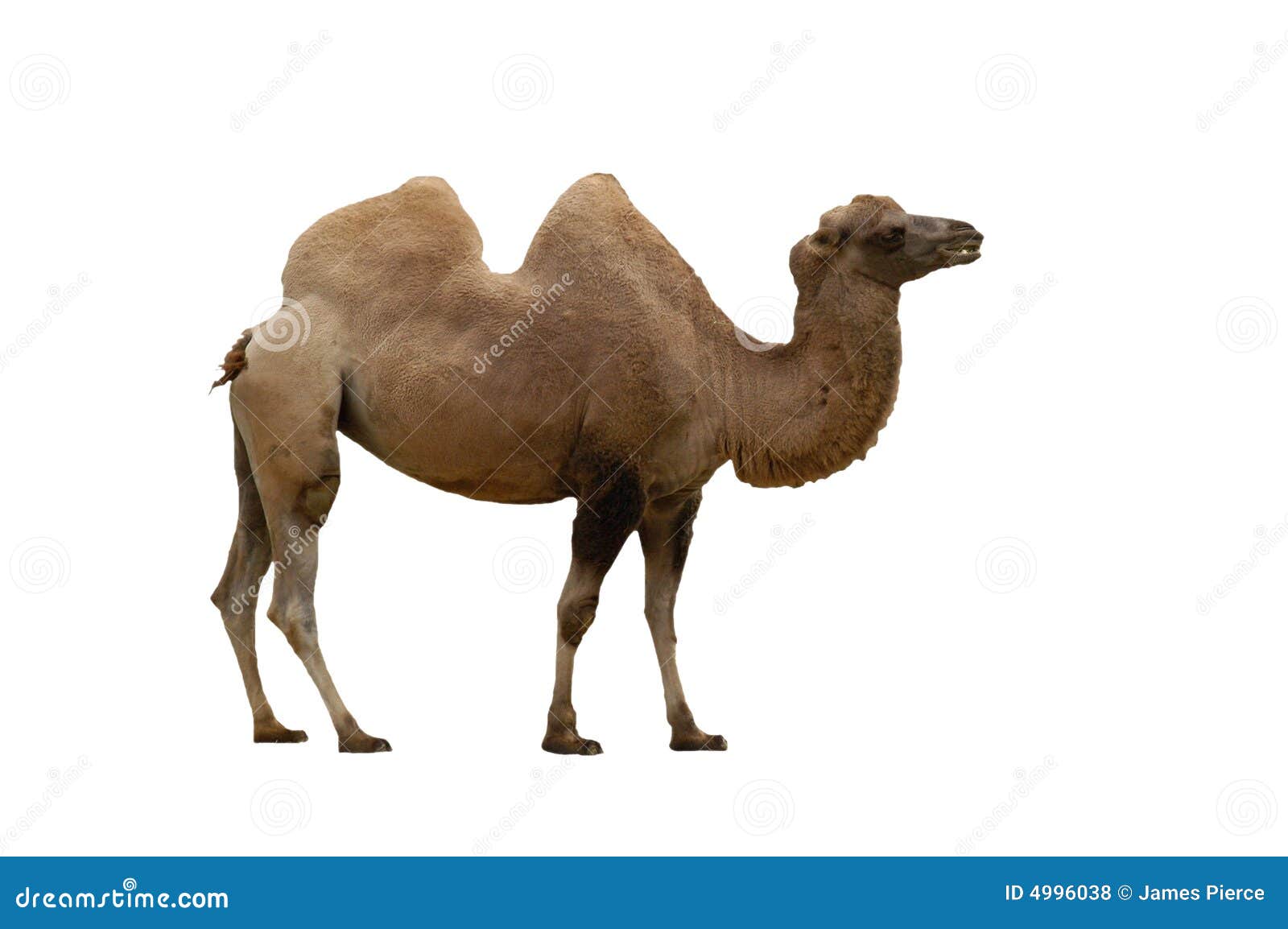 Camel isolated stock photo. Image of lips, orange, sand - 4996038