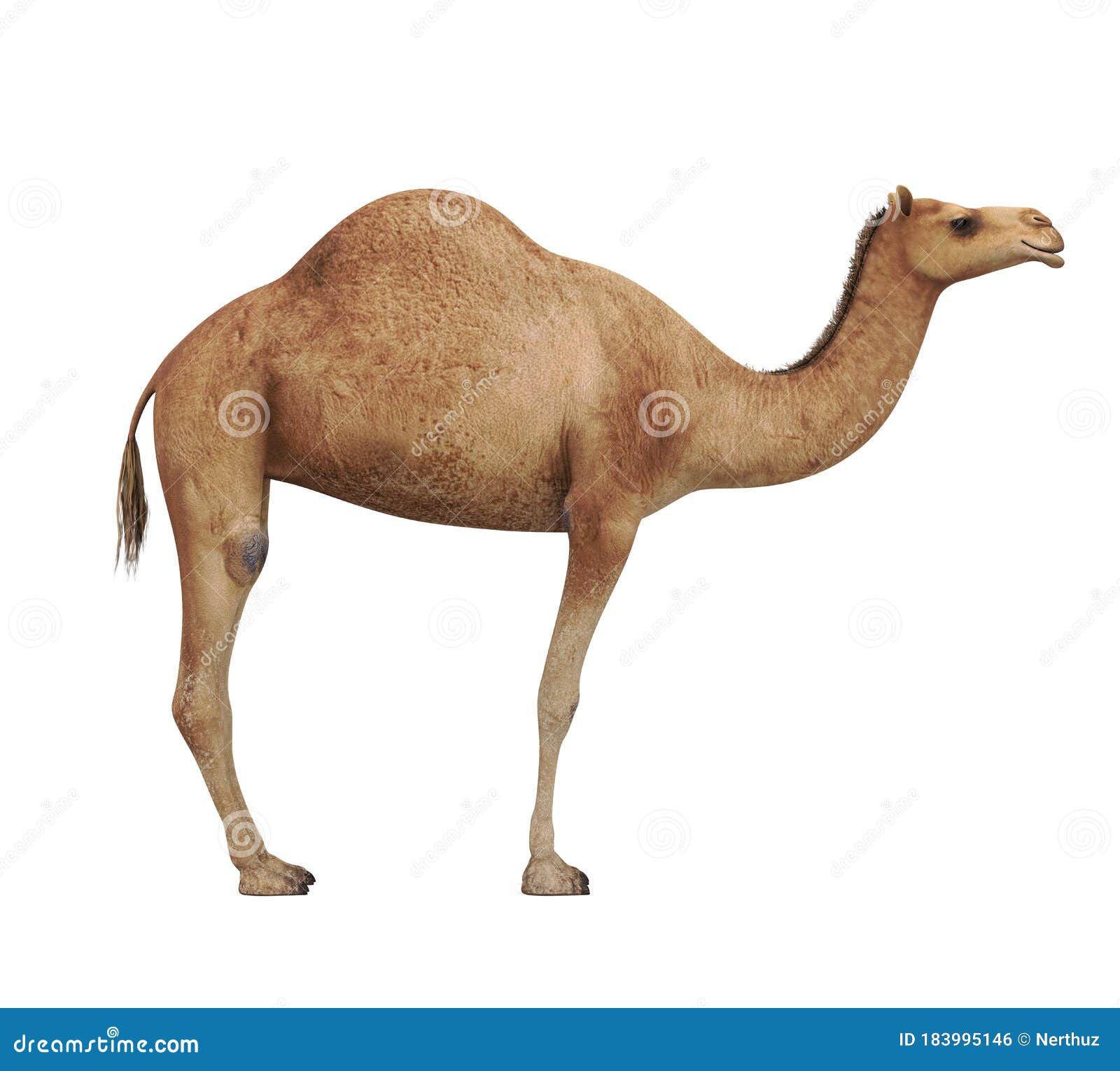 Camel Isolated stock illustration. Illustration of travel - 183995146