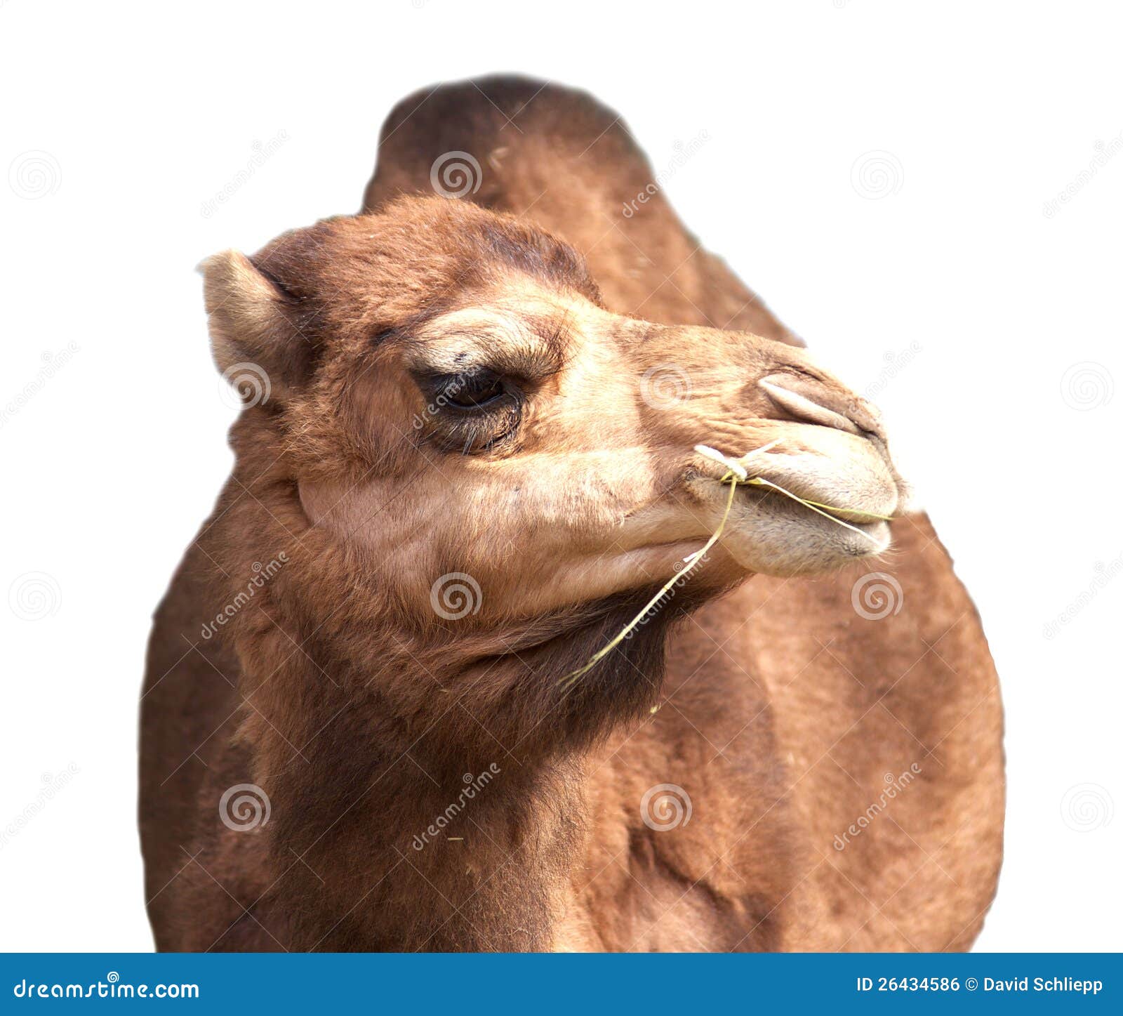 Camel Isolated on White stock photo. Image of mammal - 26434586