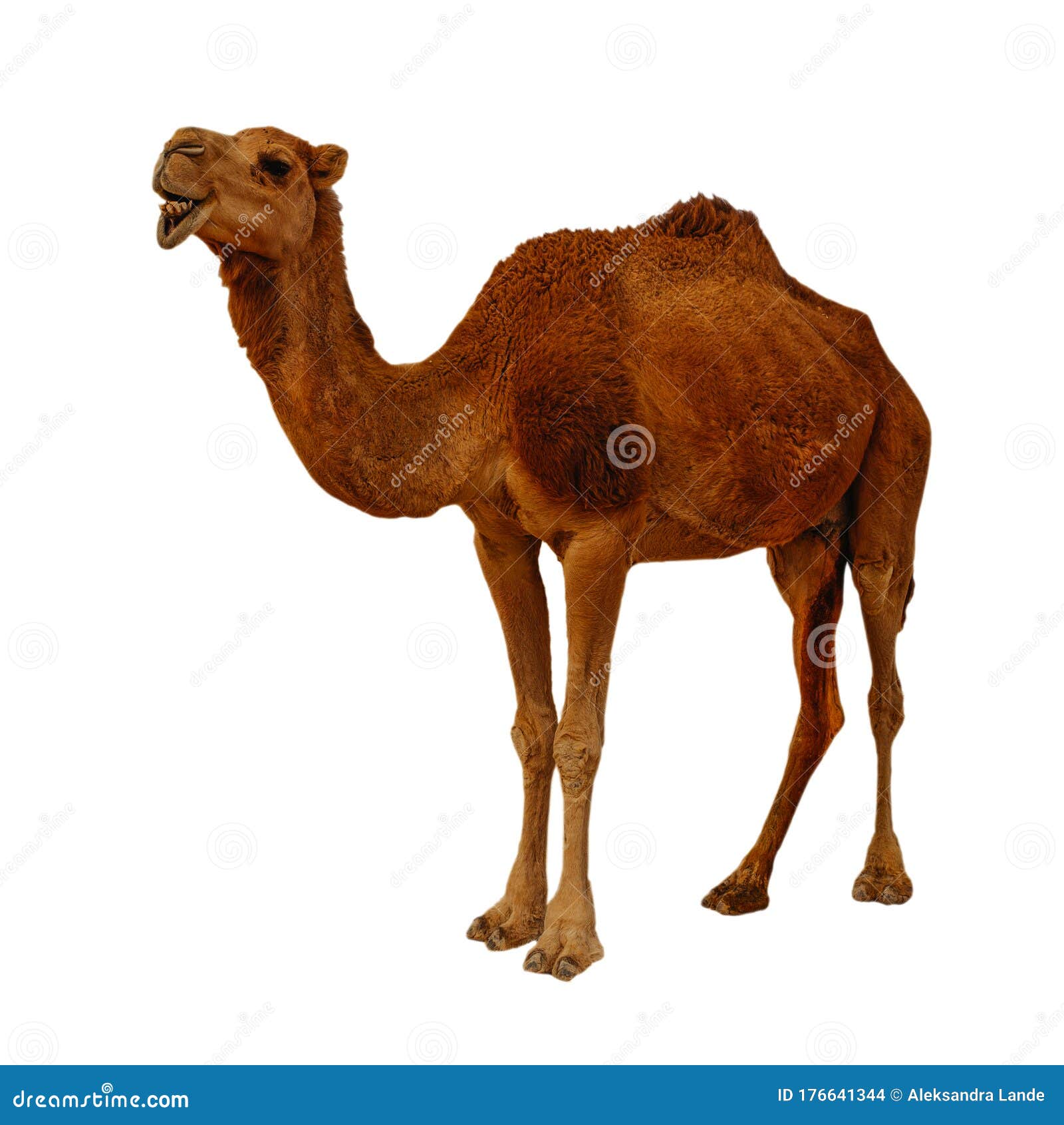 Camel Isolated on the White Stock Photo - Image of isolated, brown ...