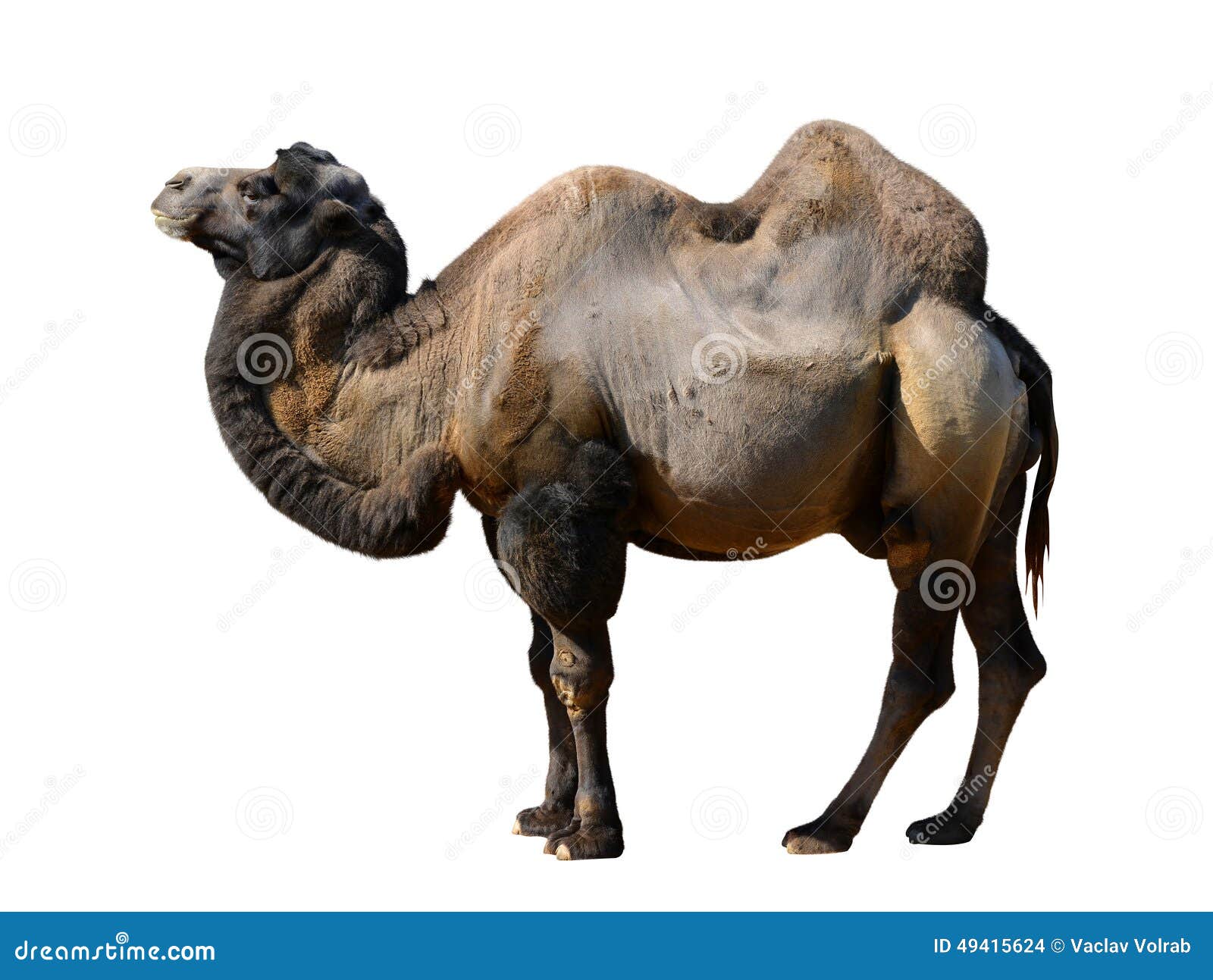 Camel stock photo. Image of isolation, asia, nature, high - 49415624